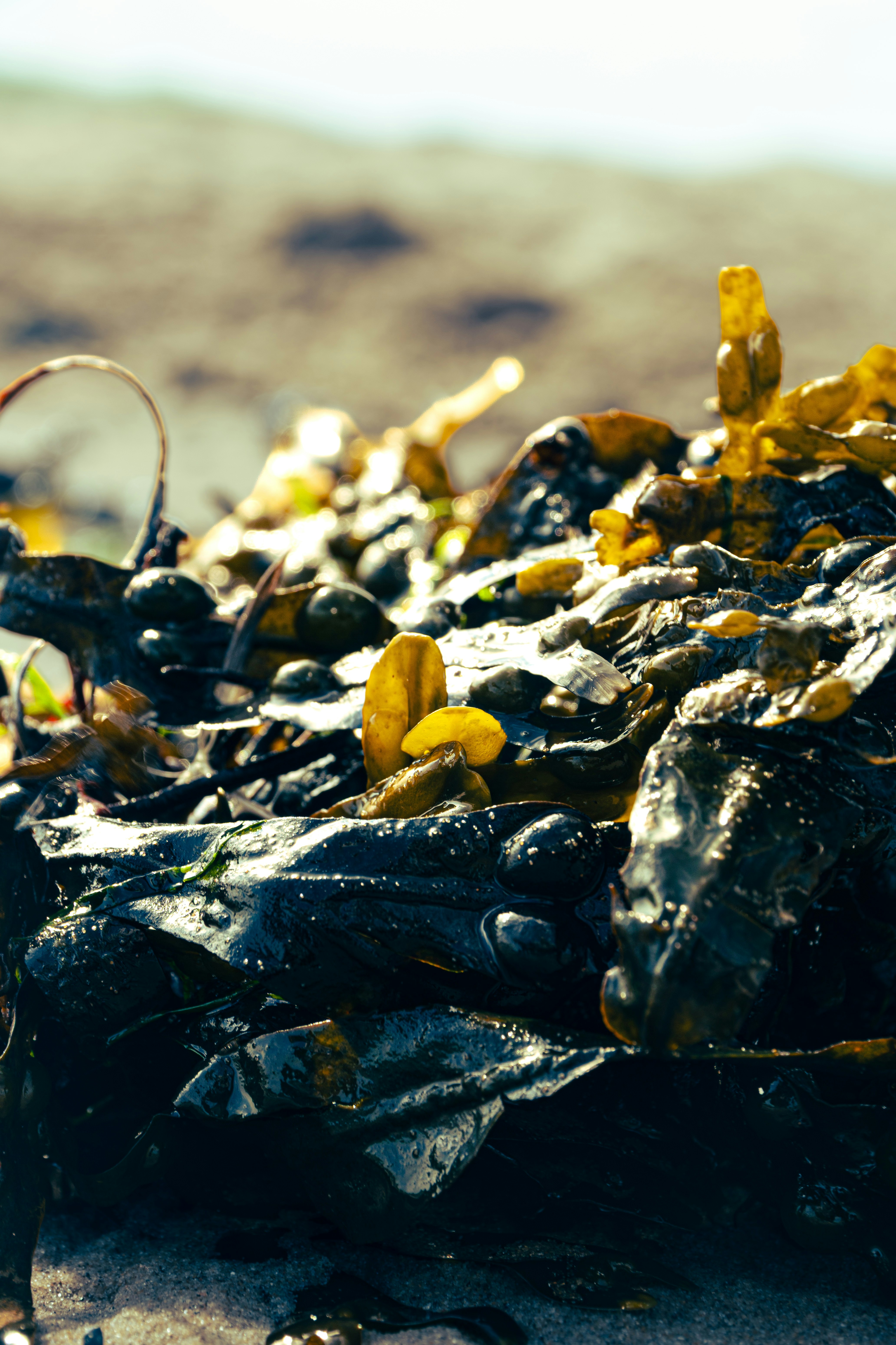 Seaweed Garden on the Shoreline