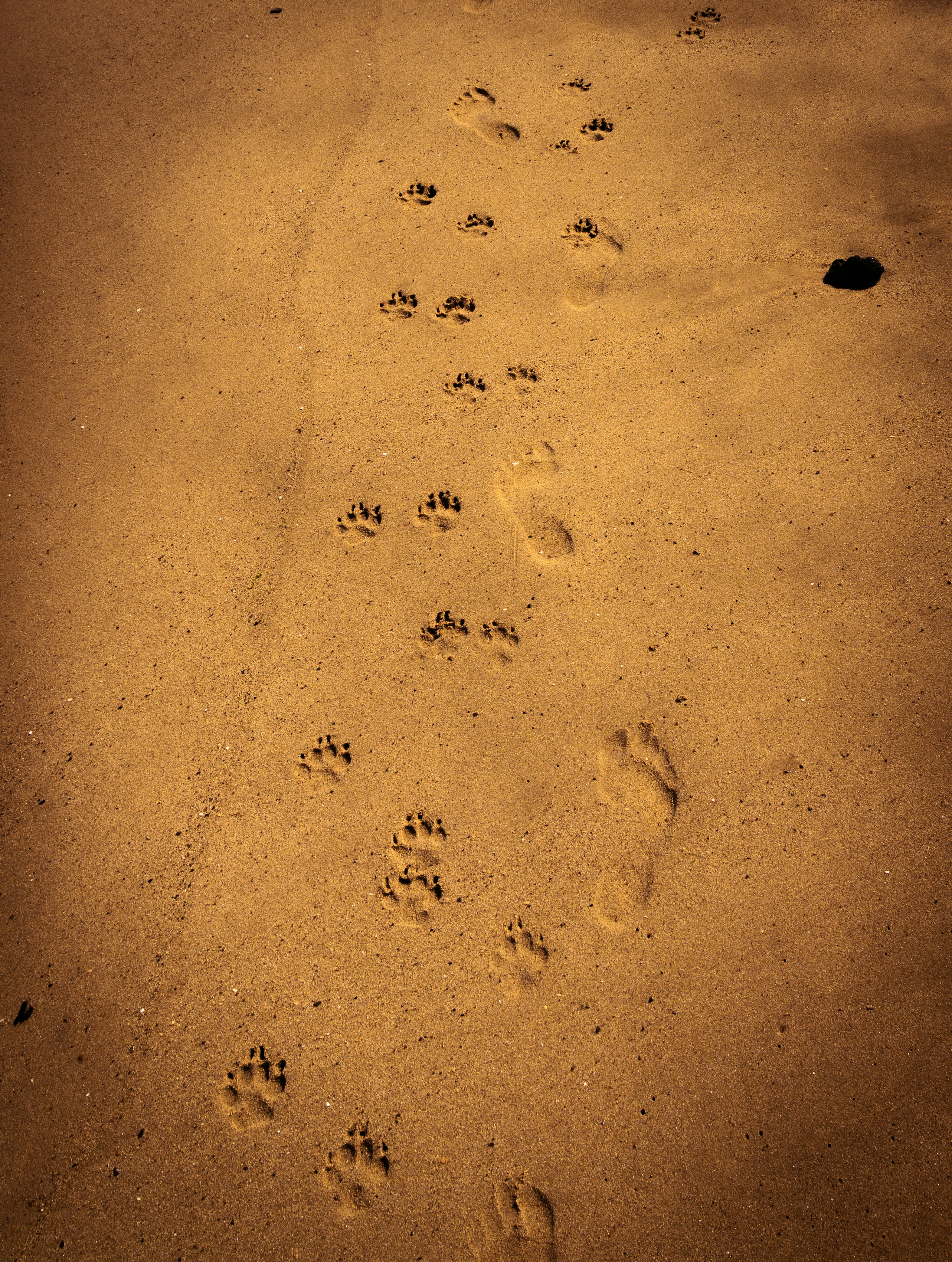 Footprints in amber sand leading into the night