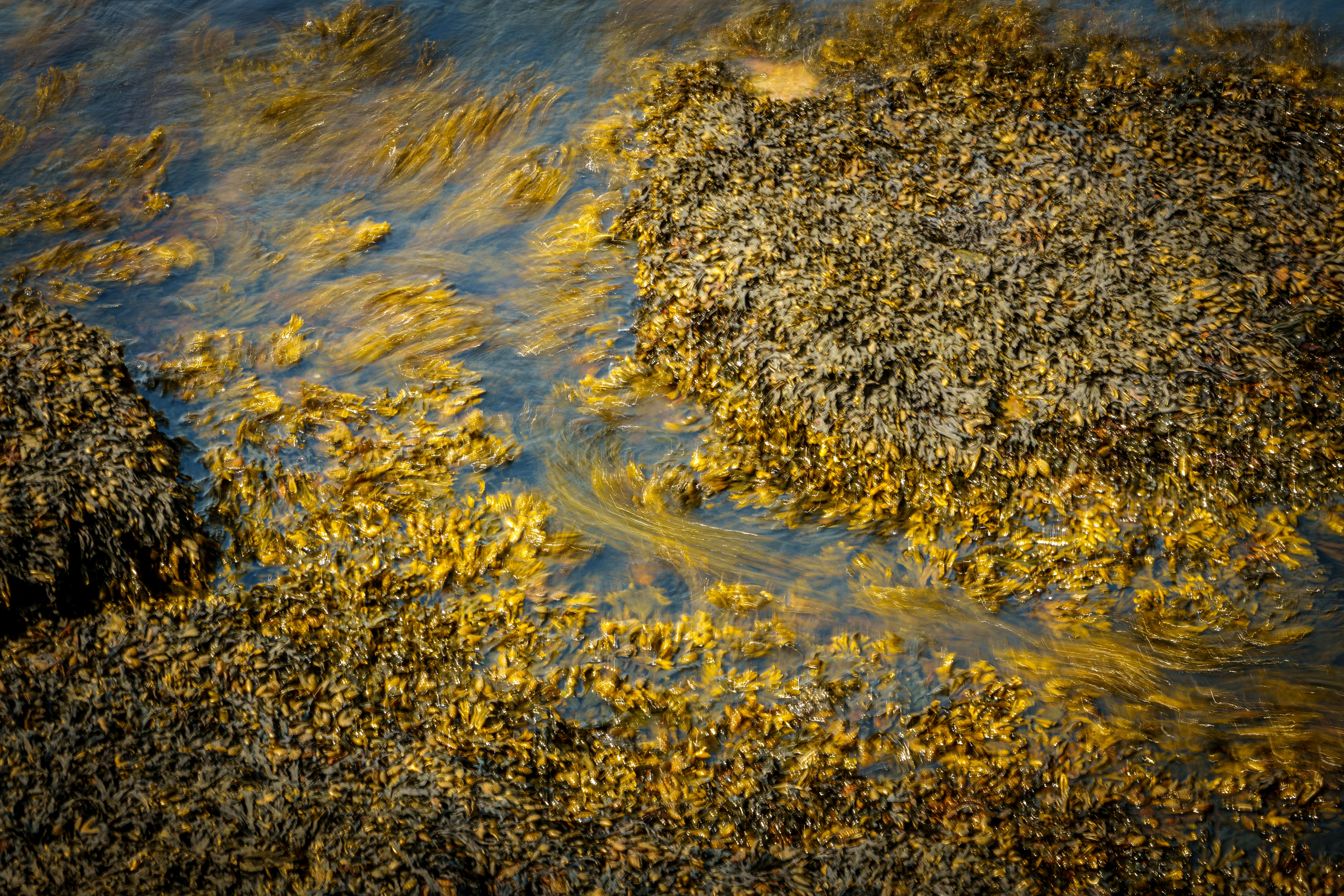 Golden Grotto: Tide-washed Boulders Adorned in Algae