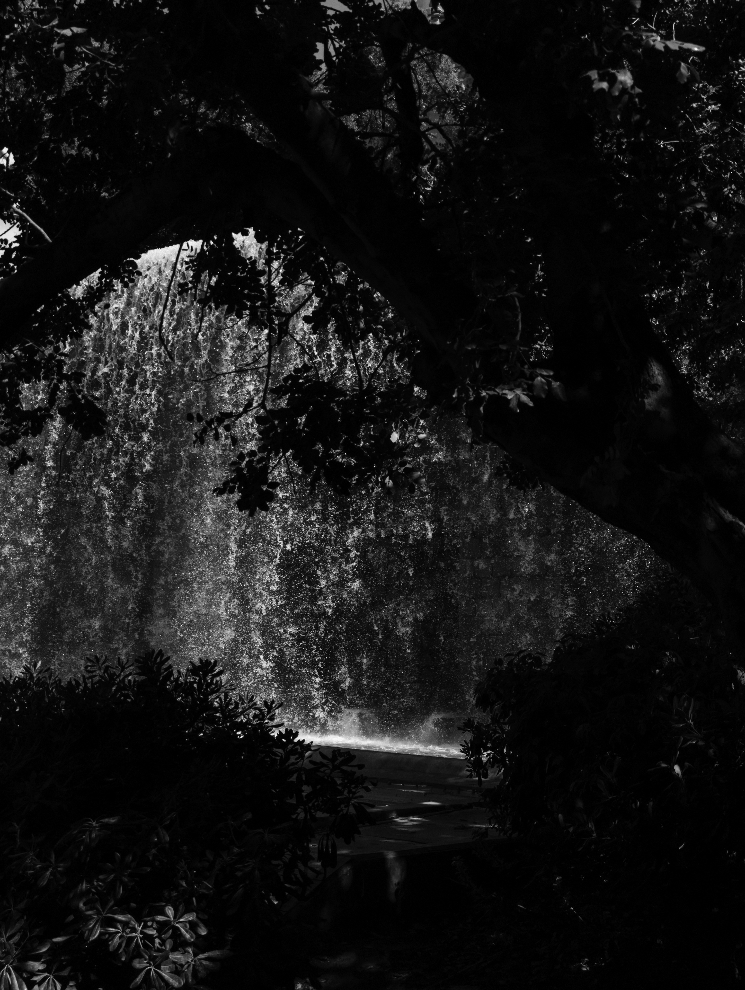 Shadowed Willows Over a Quiet Stream