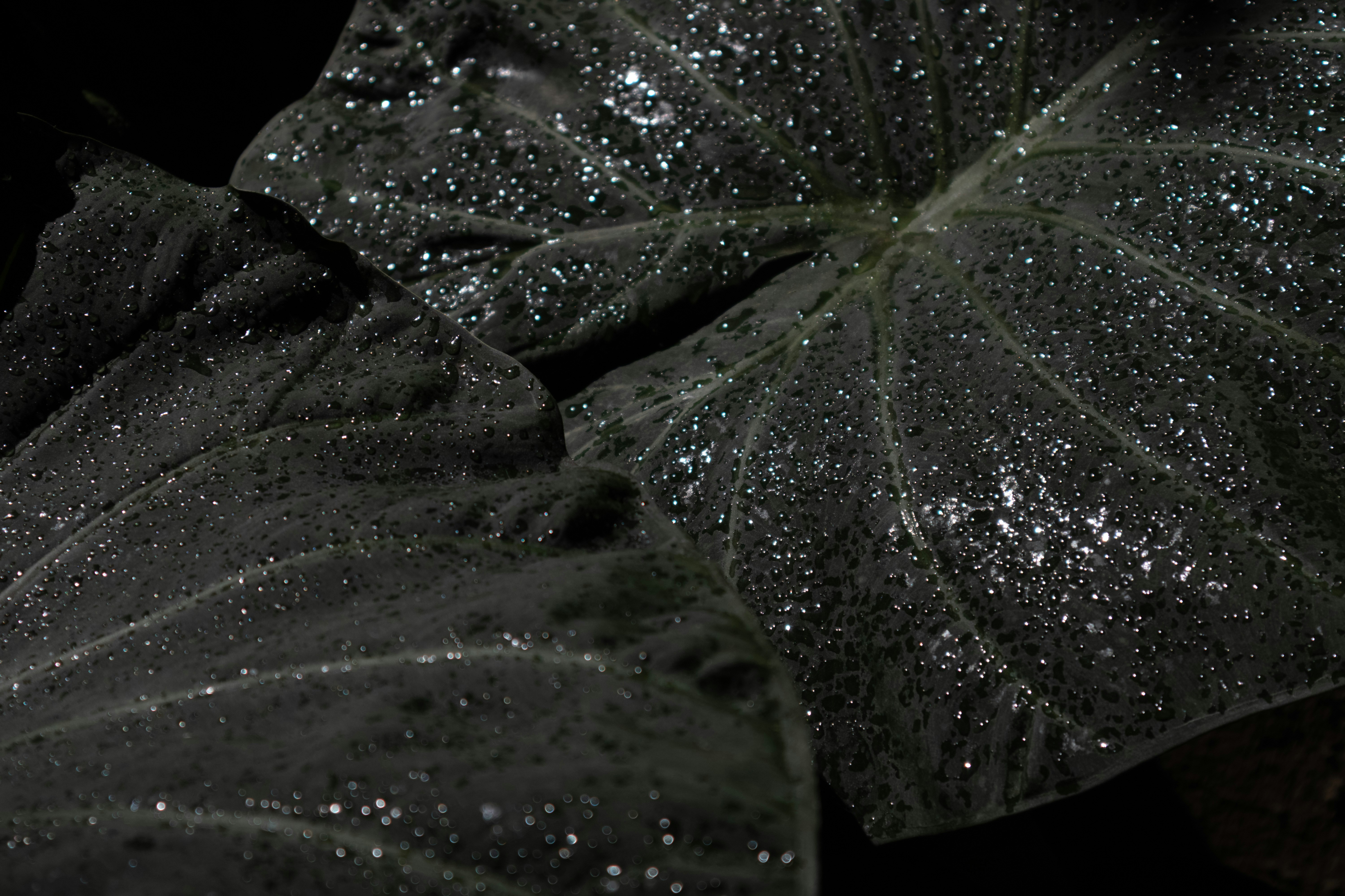 Midnight Leaves with Dew-dusted Veins