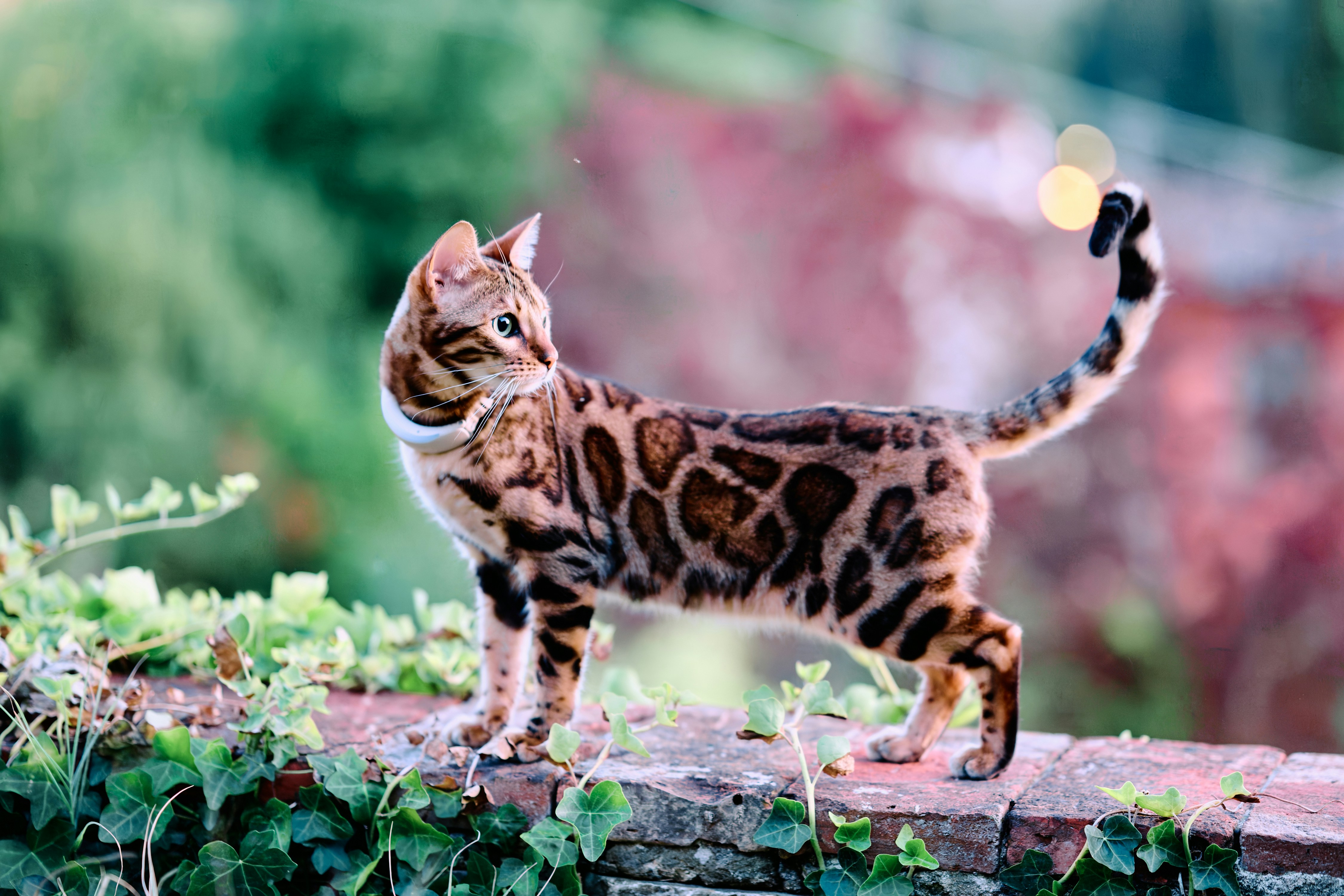 A Bengal-like cat struts along a ivy-covered brick ledge, its gaze directed upward, with a blurred garden backdrop highlighting its sleek coat and poised stance.
