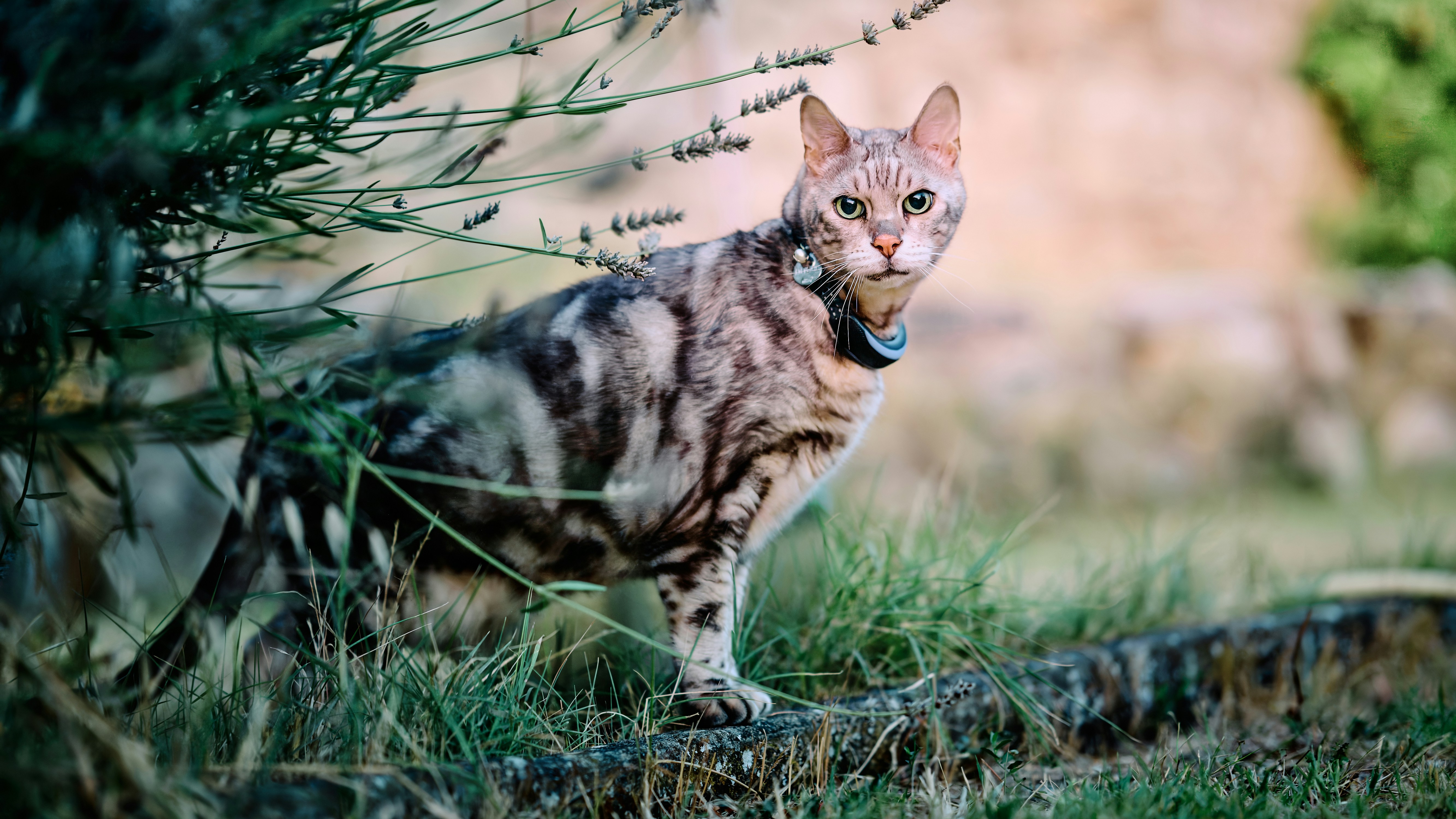 Amber-eyed Feline on a Garden Threshold
