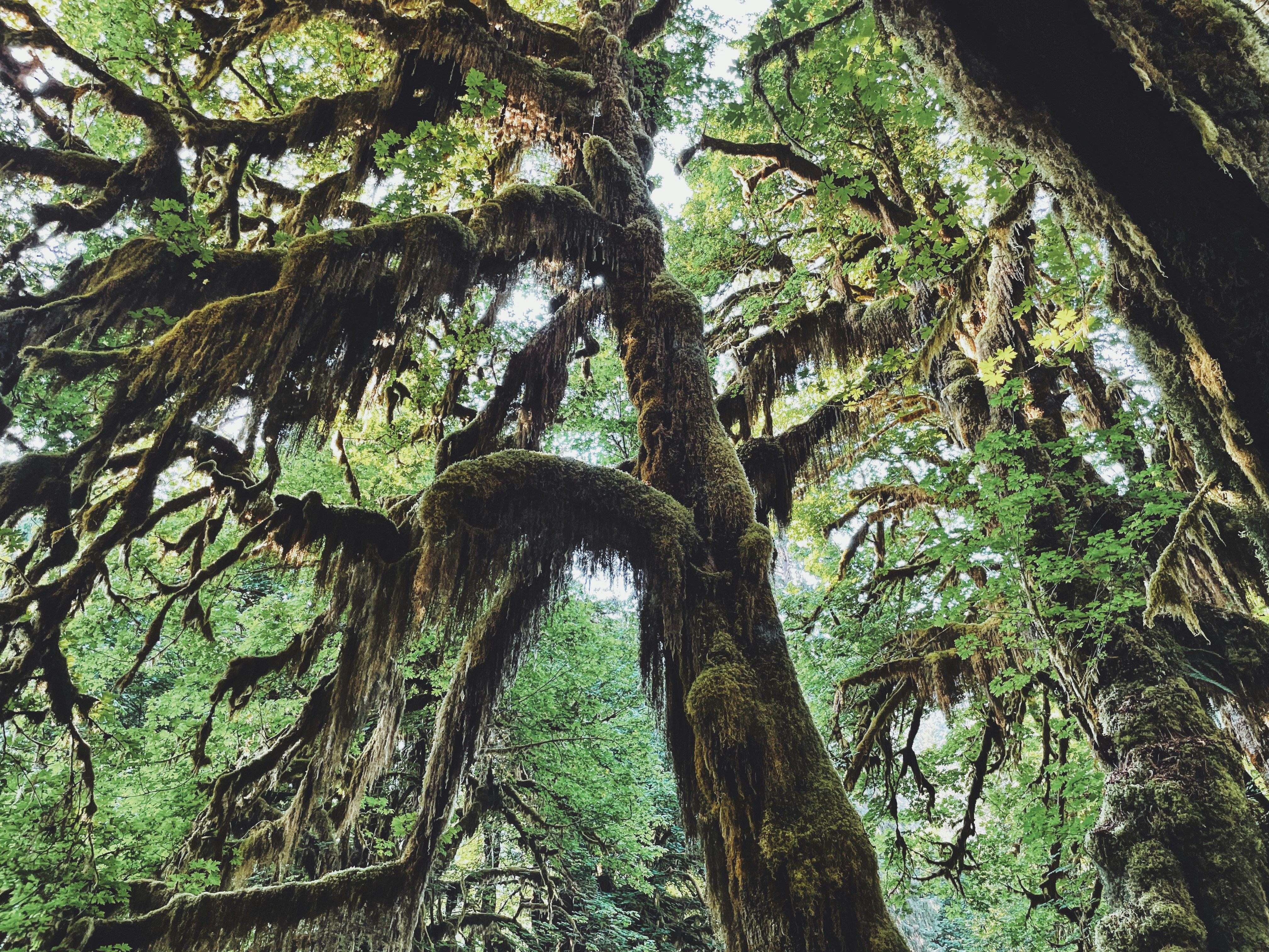 Lush forest canopy with towering moss-covered branches forming a green roof.