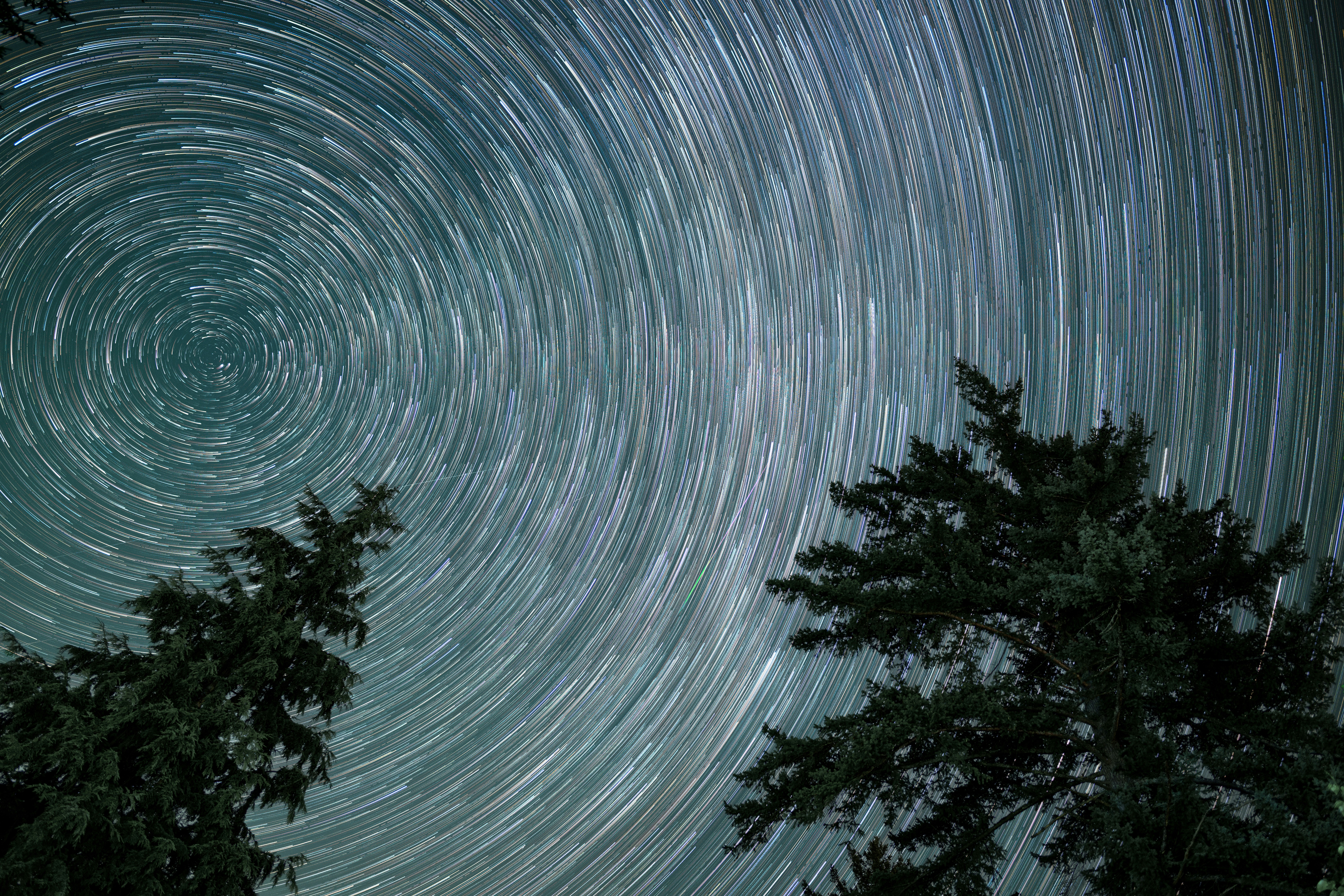 Star Trails Over Tall Pines: A Circular Sky Dance
