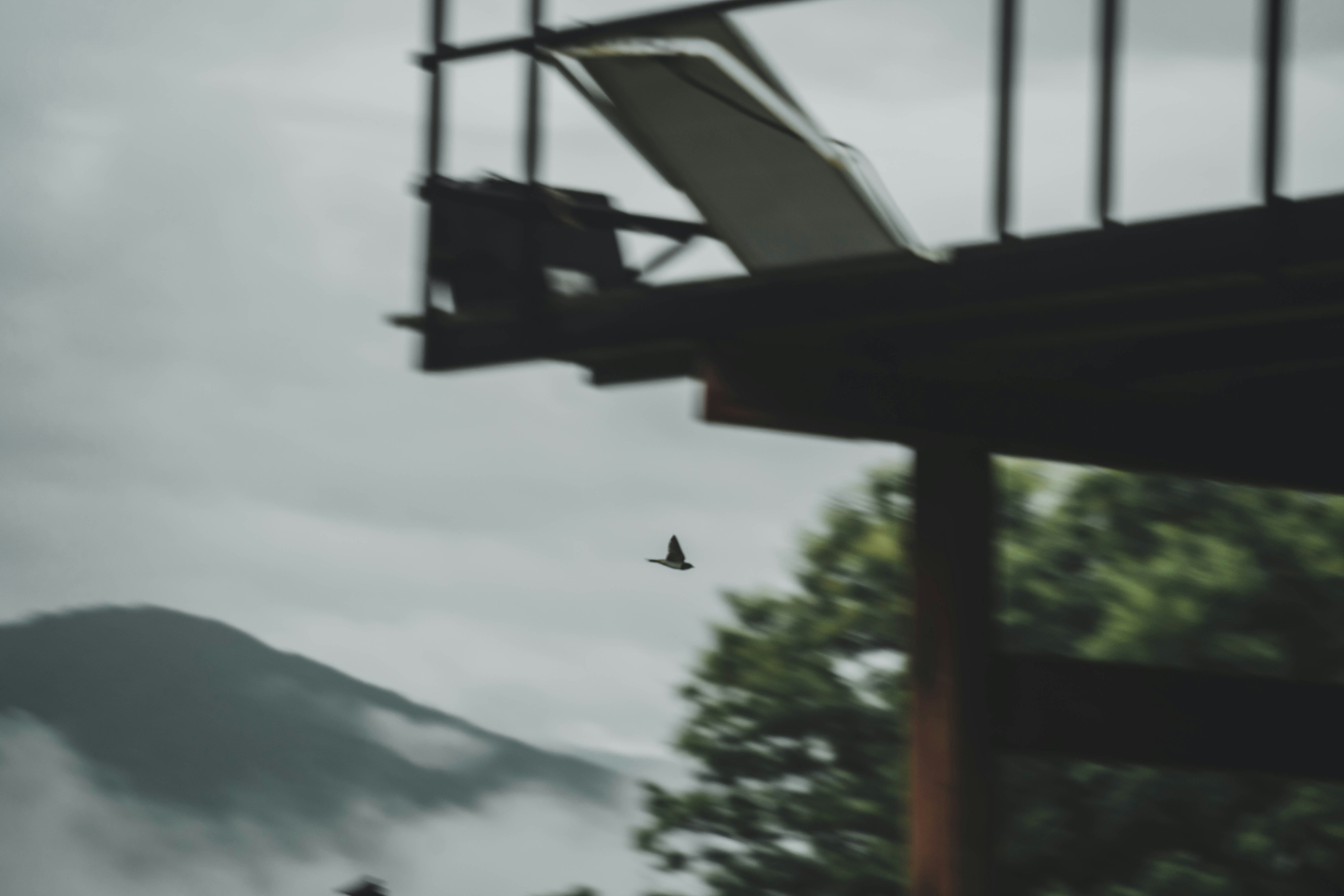 Soaring Silhouette Under a Dim Overhang
