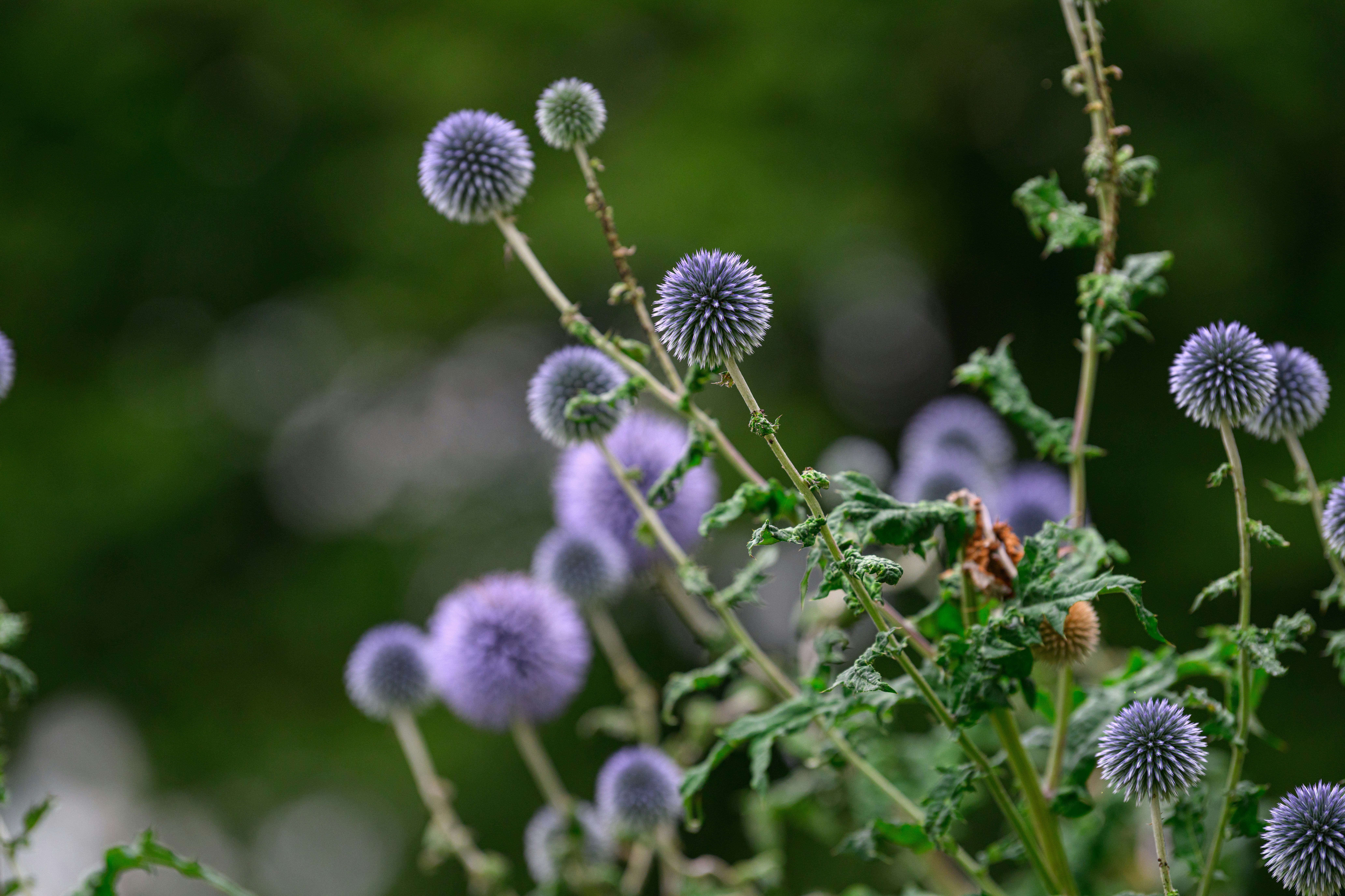 Purple Allure: A Field of Spiky Blooms in Soft Focus