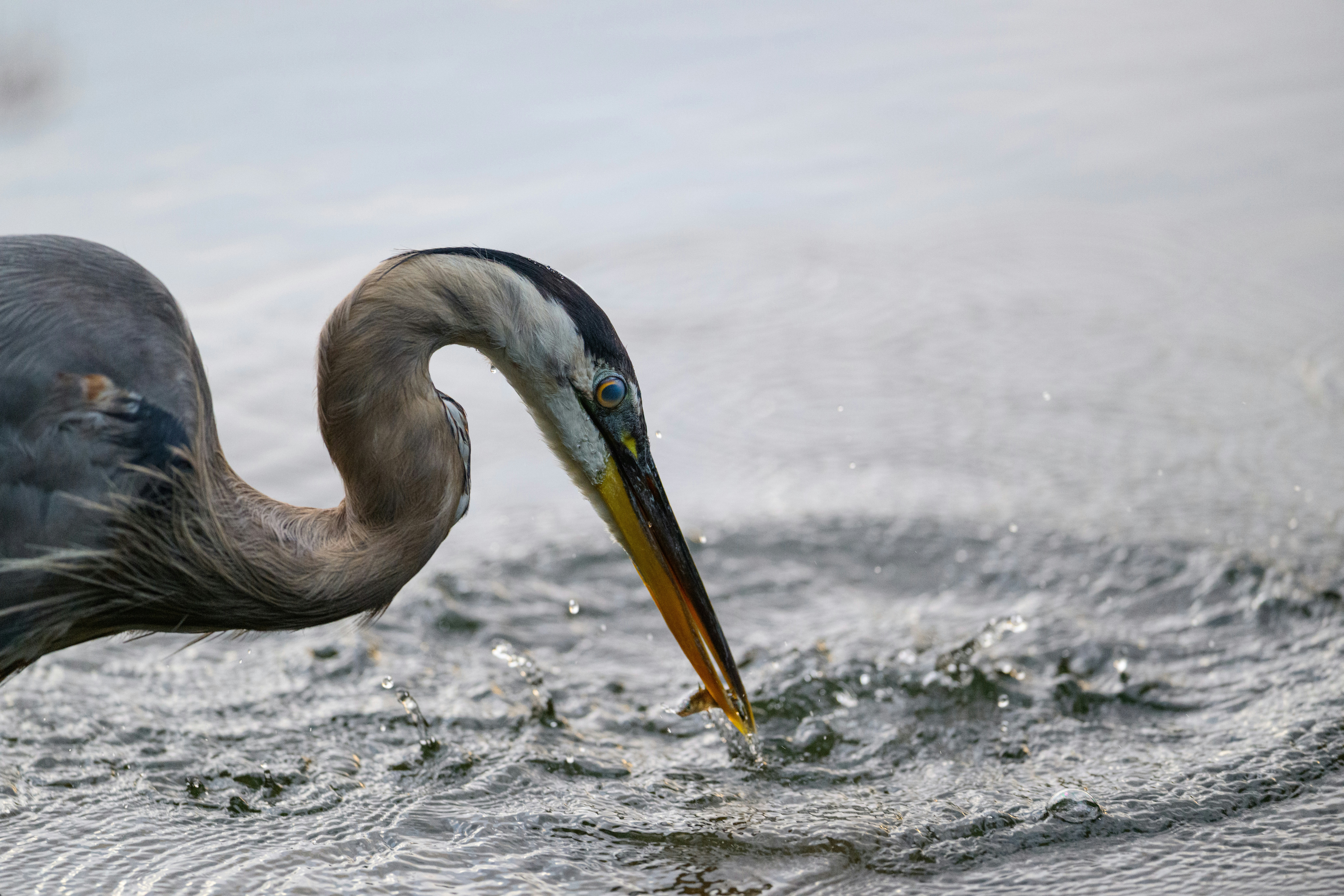 Curved Gaze: A Garuda Heron Probing the Wet Edge