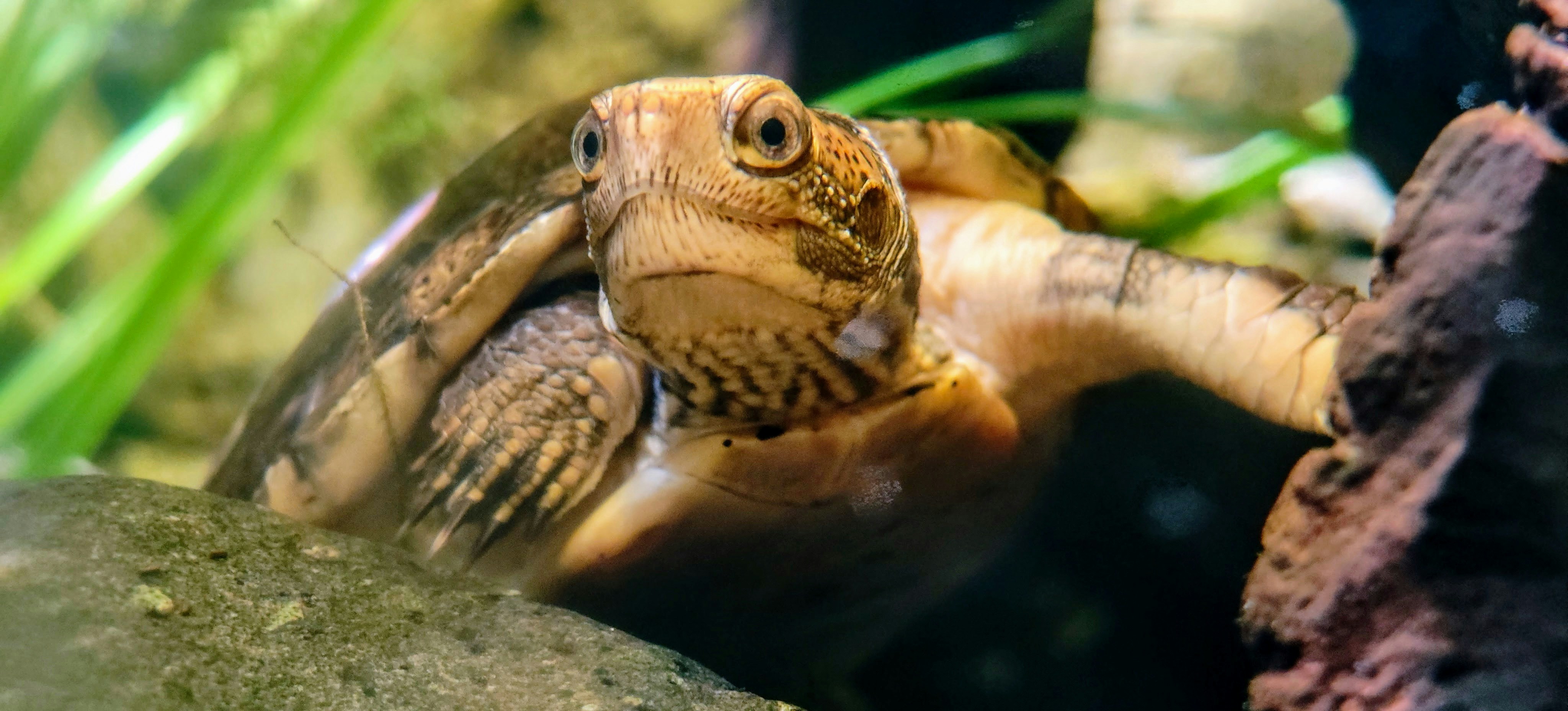 Close-up of a turtle’s face perched on a rock, with vivid eye detail and textured skin, framed by green foliage. This is a photographic capture of a living creature in a naturalistic enclosure.