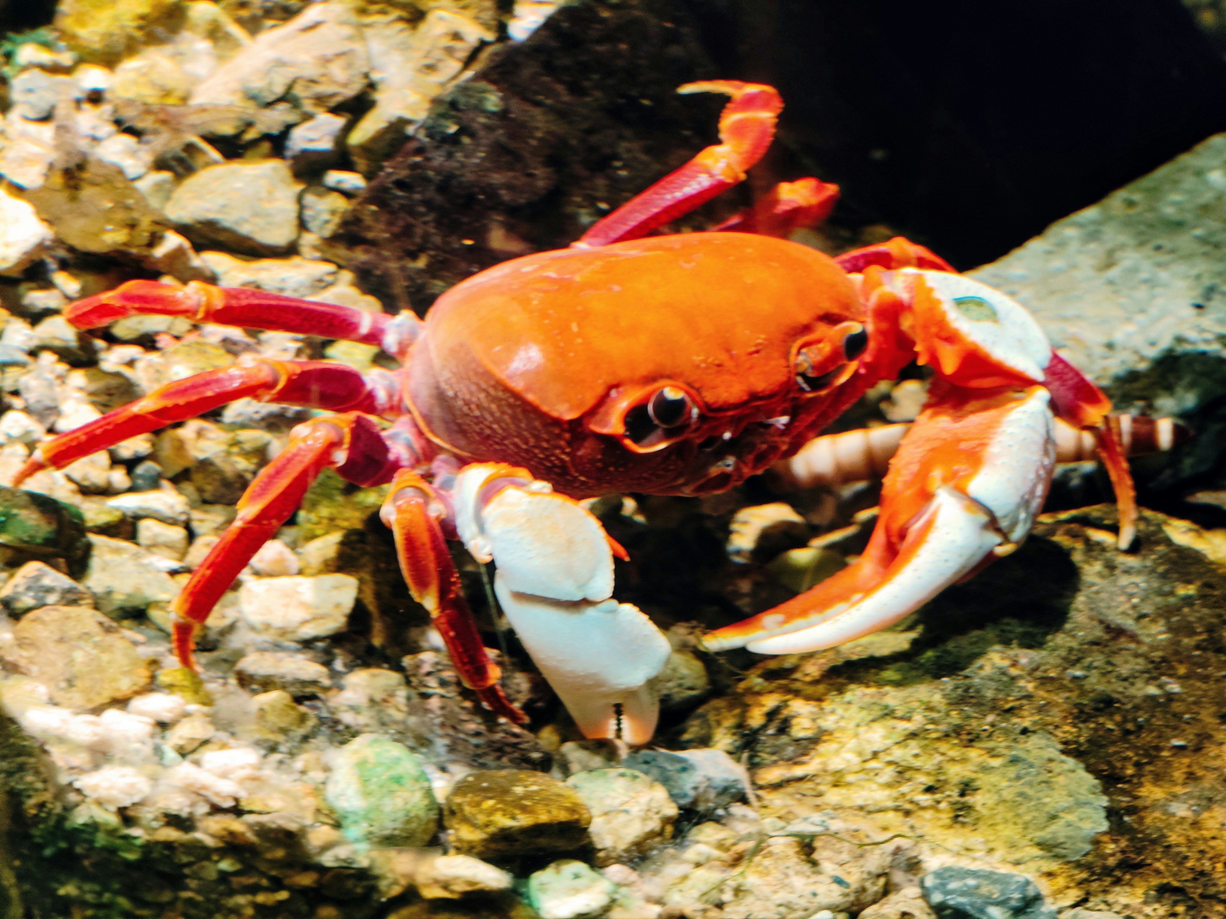 Crimson Claw: A Sunlit Shoreline Crab in Focus