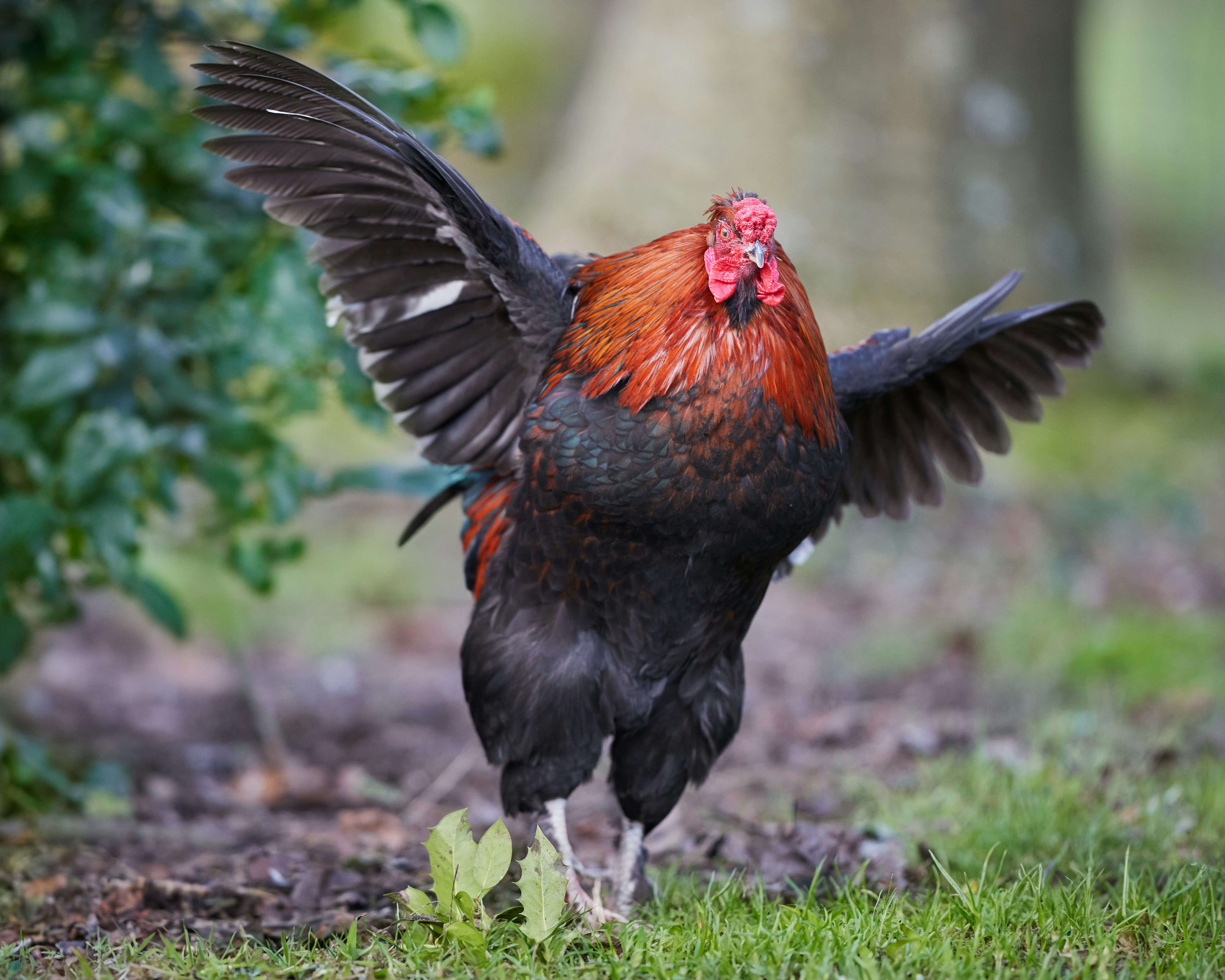 Rooster in mid-flap: a dawn-lit burst of color