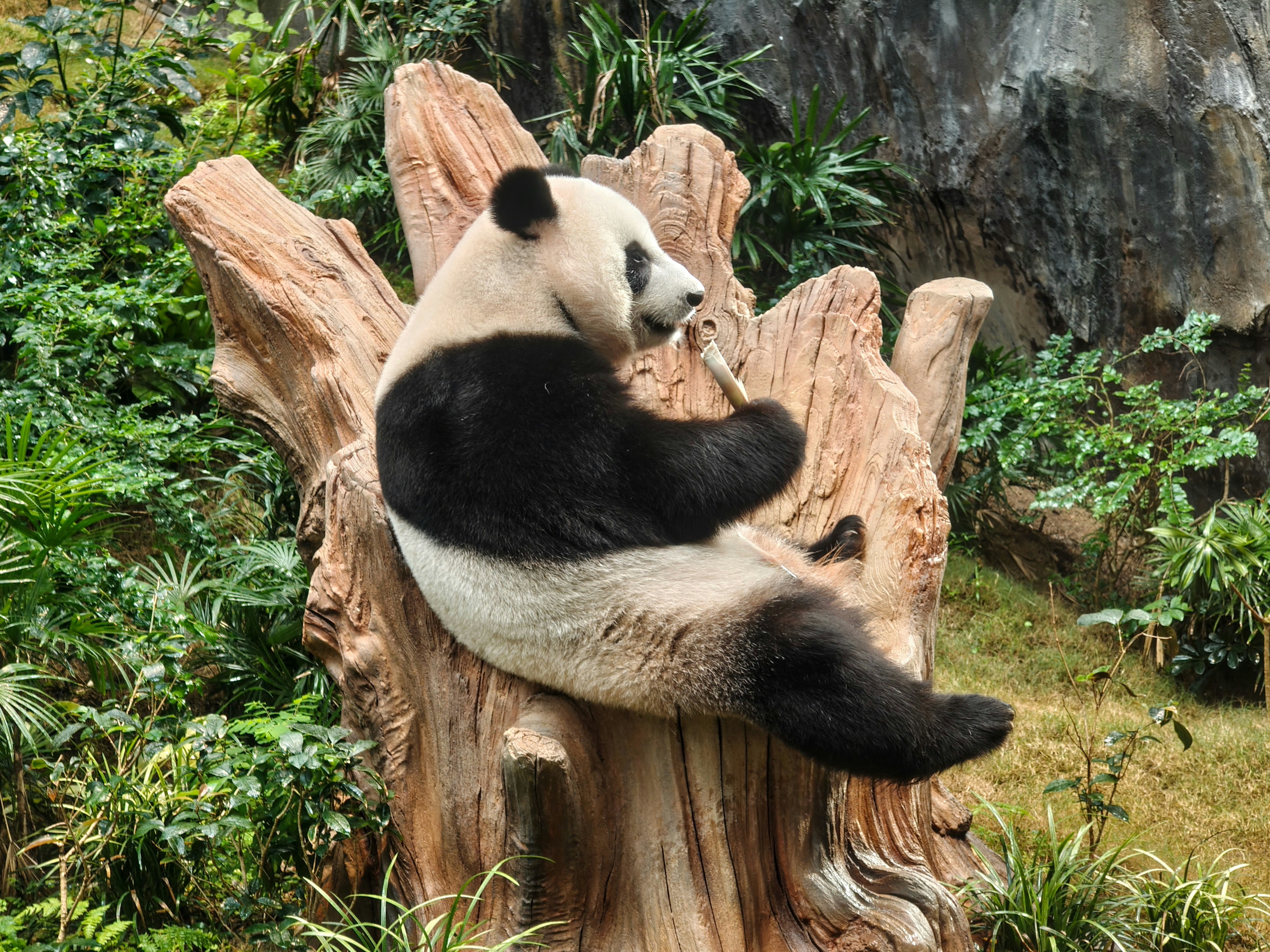 Panda lounging on a large carved log amidst greenery, showcasing relaxed pose and natural habitat details.