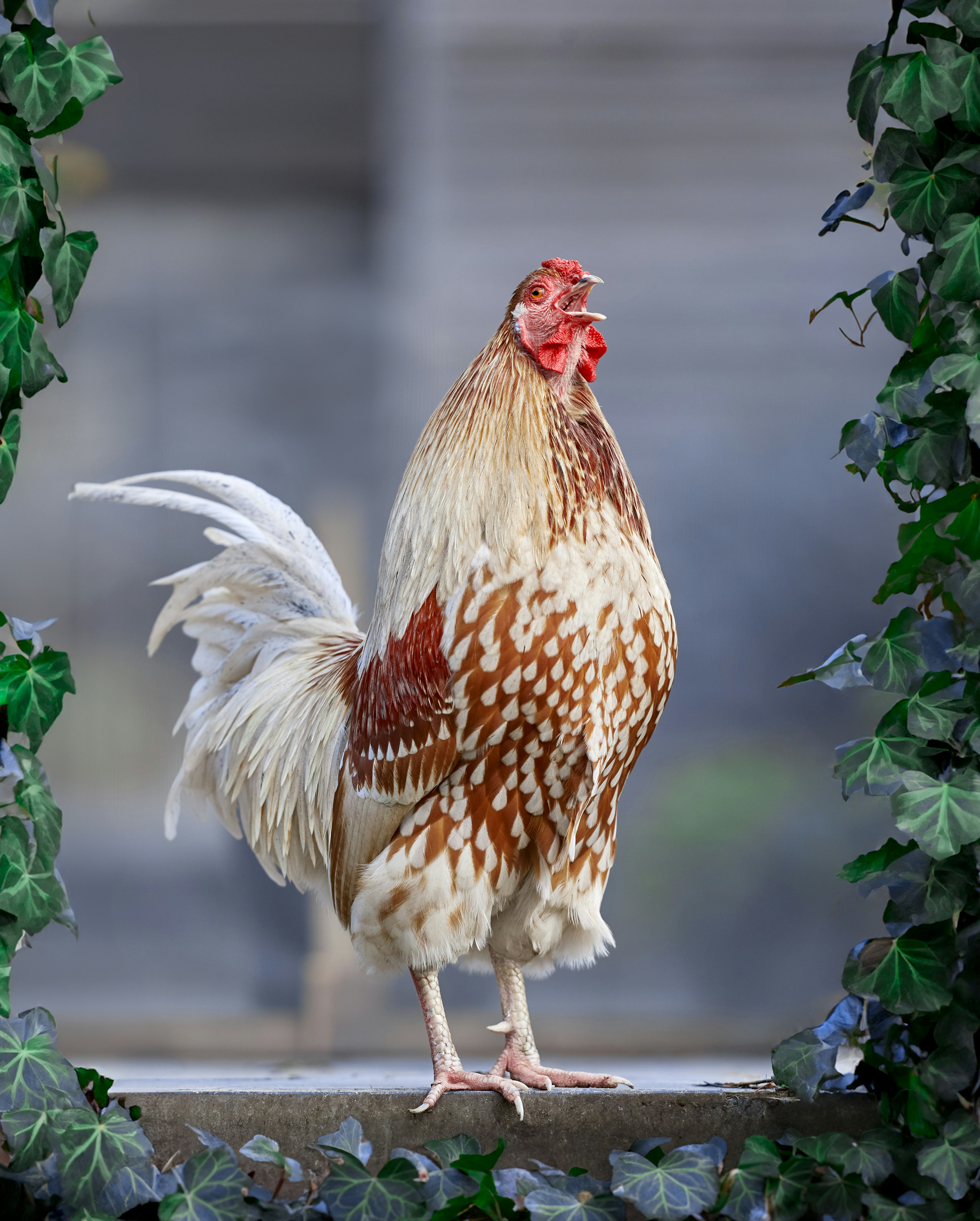Crowned in Quiet Confidence: A Rooster Stands Amid Ivy Gateways