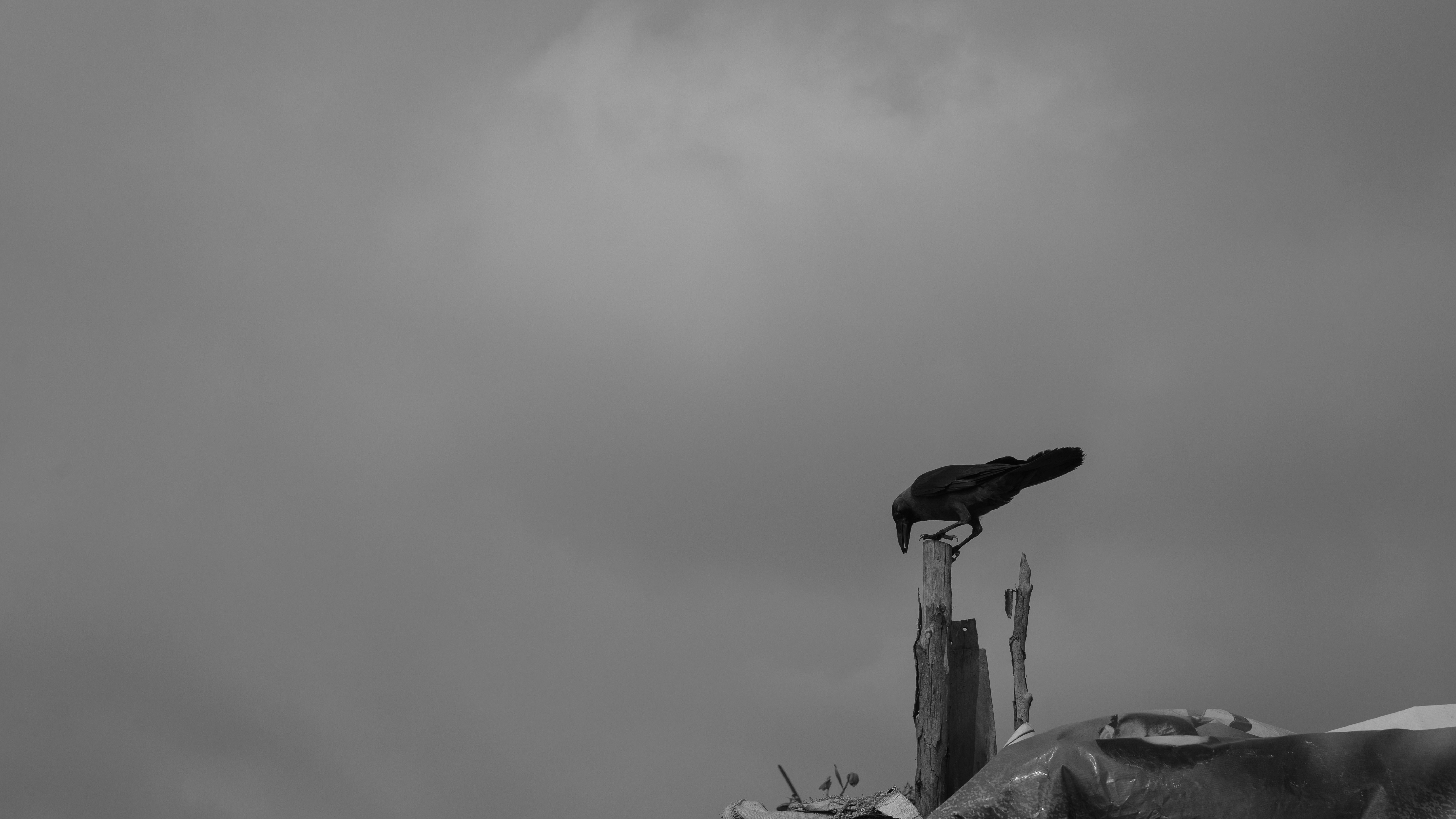 A solitary raven sits atop a weathered post against a cloudy sky, captured in stark monochrome to emphasize mood and texture.