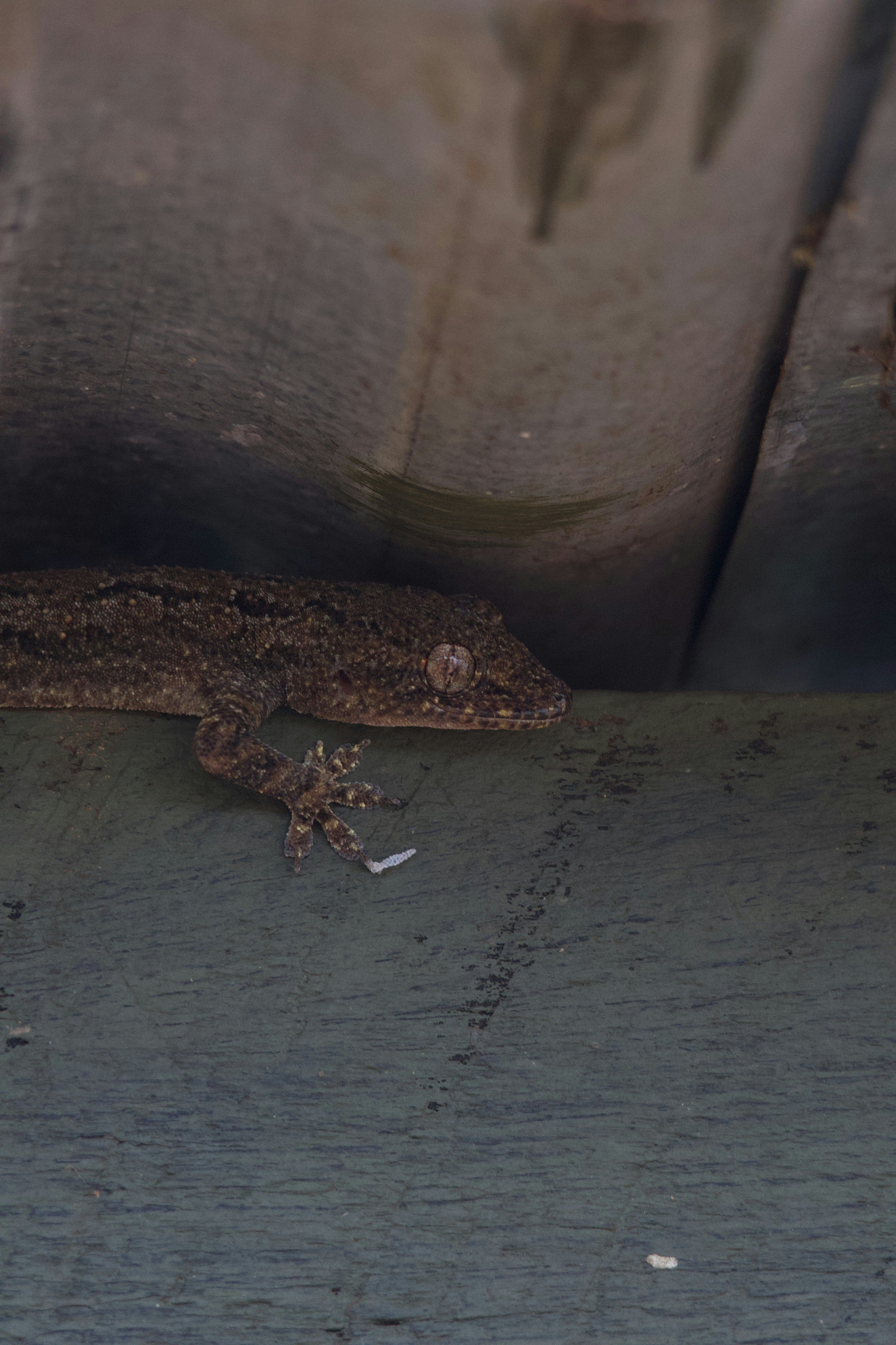 Hidden Ambush: A Gecko-Lizard Resting on Weathered Wood