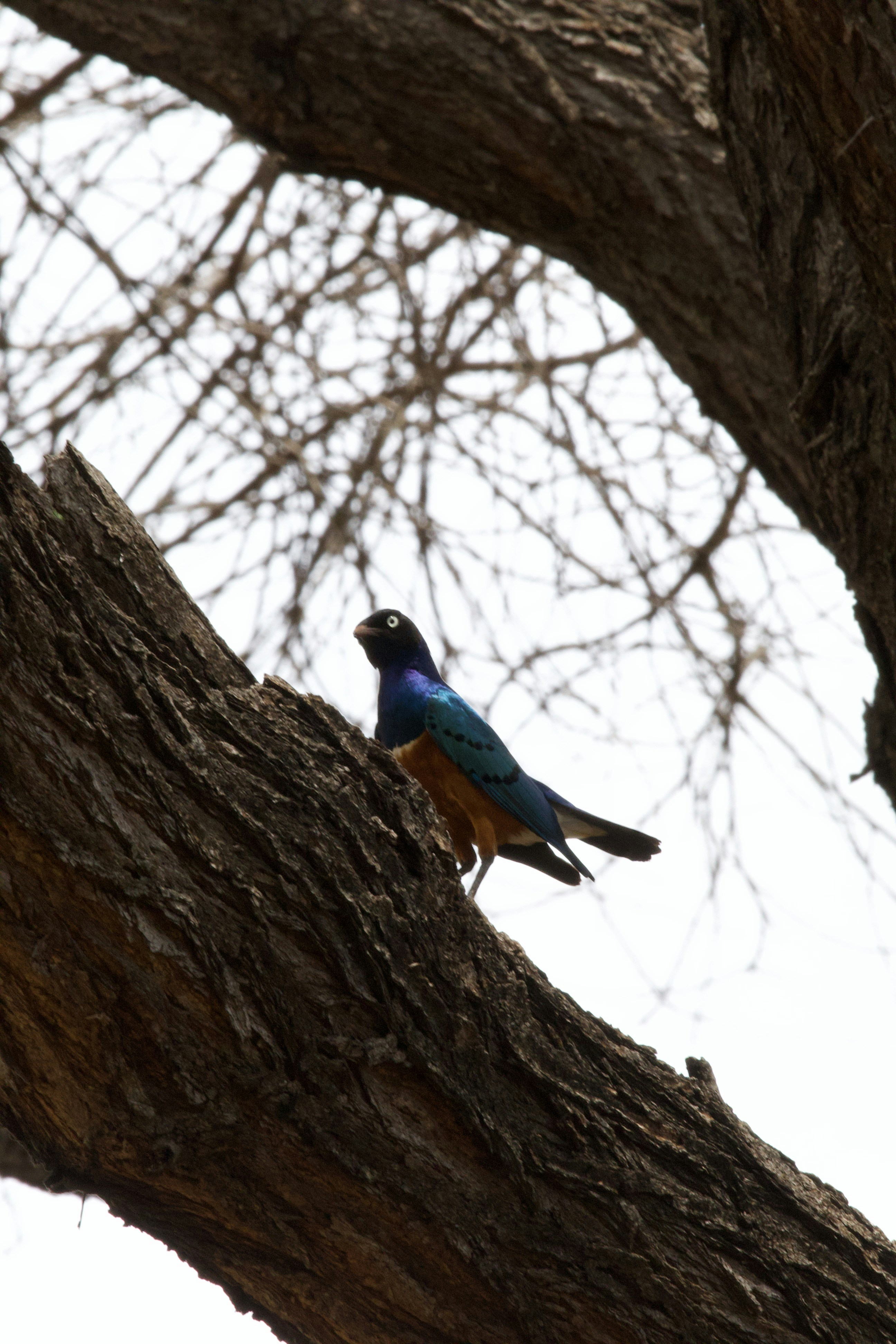 Vivid azure-and-orange bird perched along a rugged tree trunk against a pale sky. A natural macro-like moment emphasizing color and contrast in a vertical framing.
