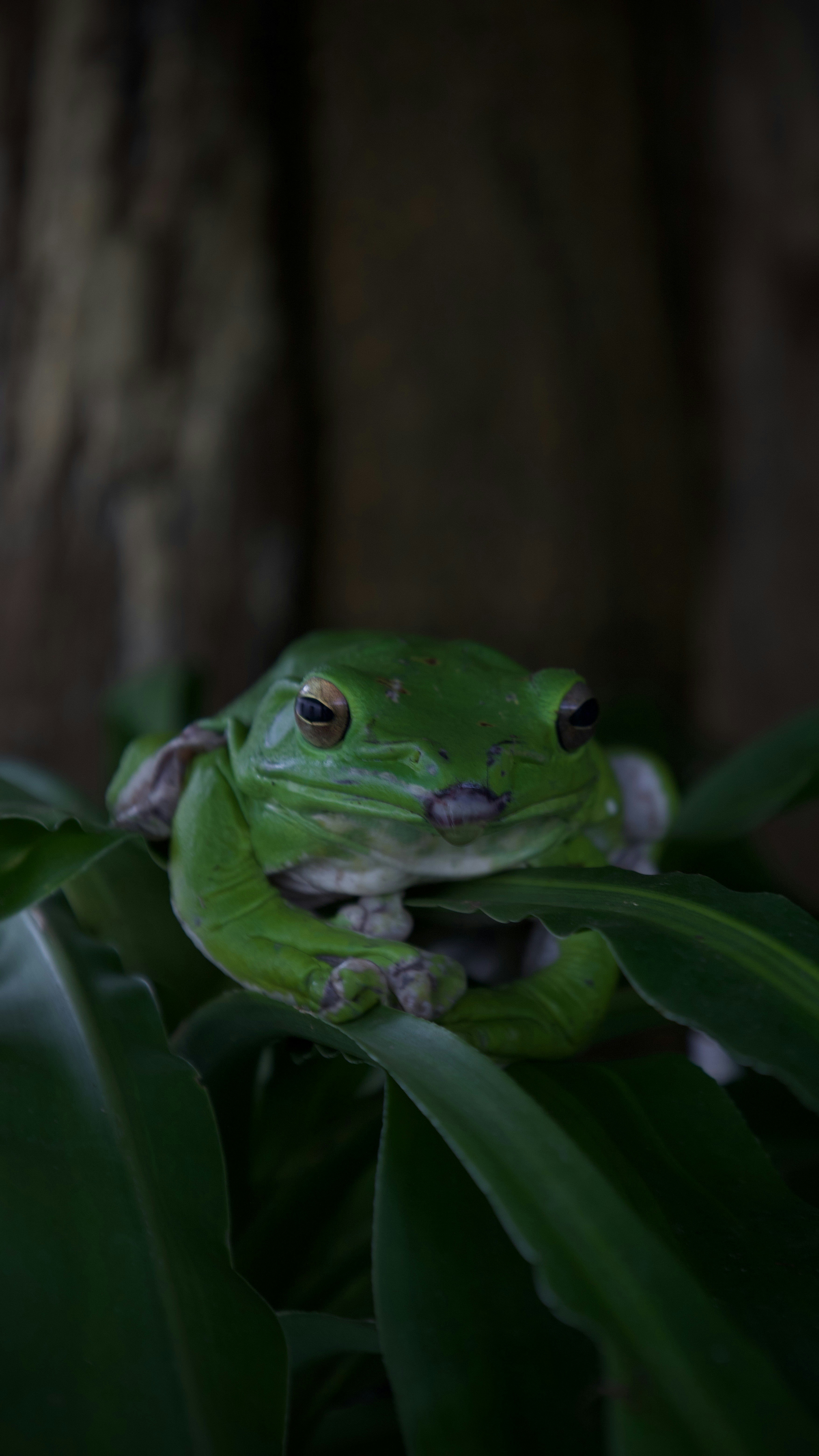 Emerald Observer: A Green Tree Frog Peering Through Dark Leaves