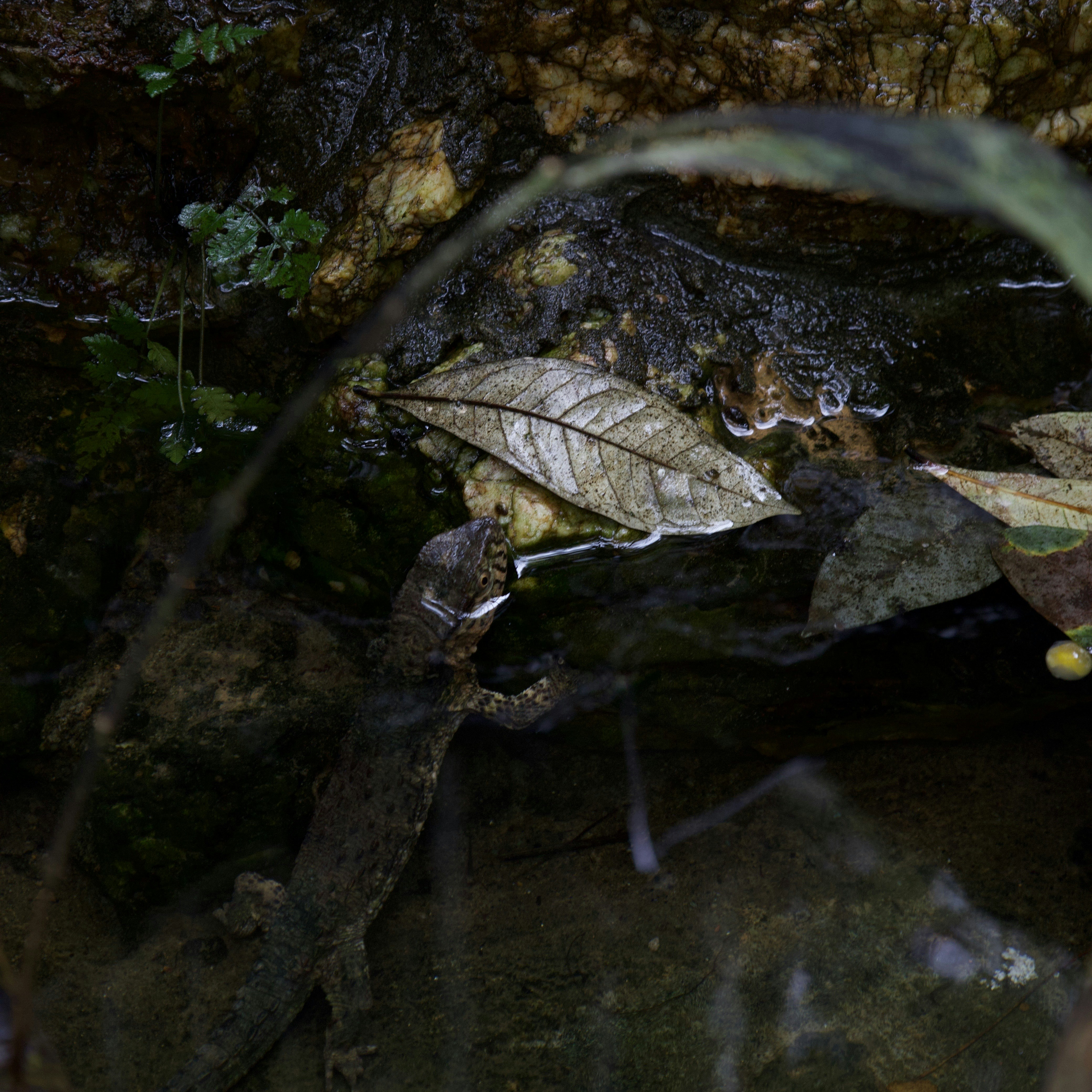 Leaf-Lit Shadow in a Quiet Creek