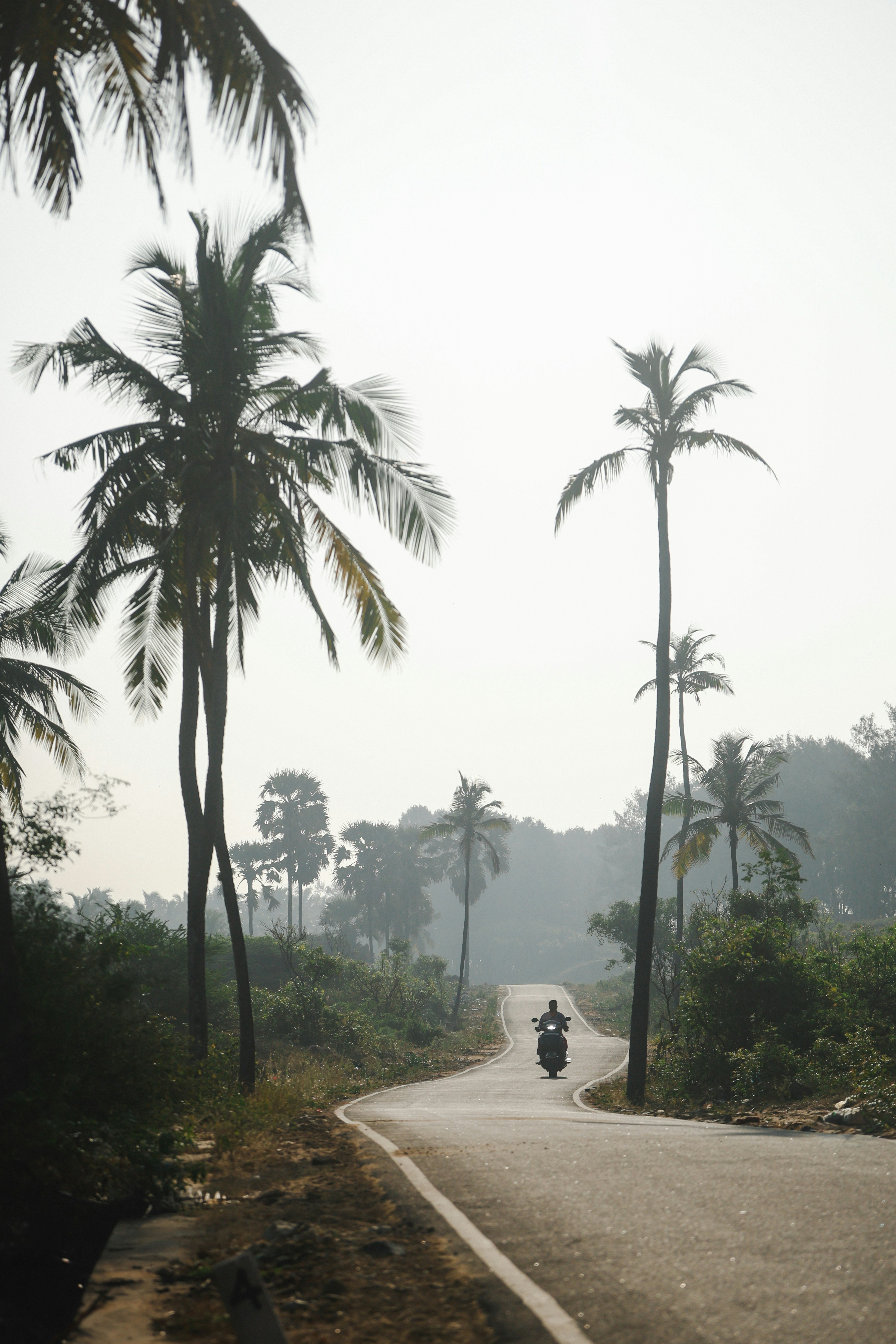 Lonely Palm-lined Highway: Motorbike in the Distant Light