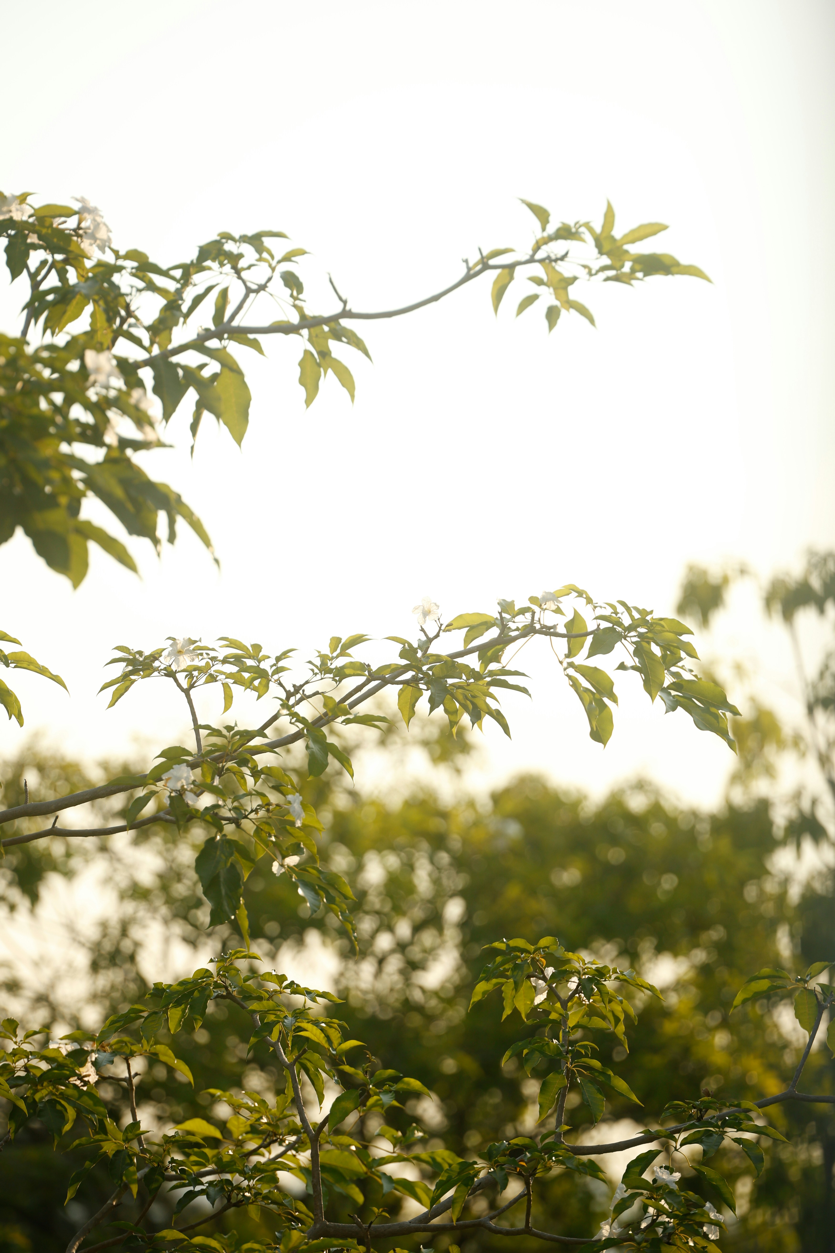 Sunlit Canopy: Delicate Leaves Reach for the Sky