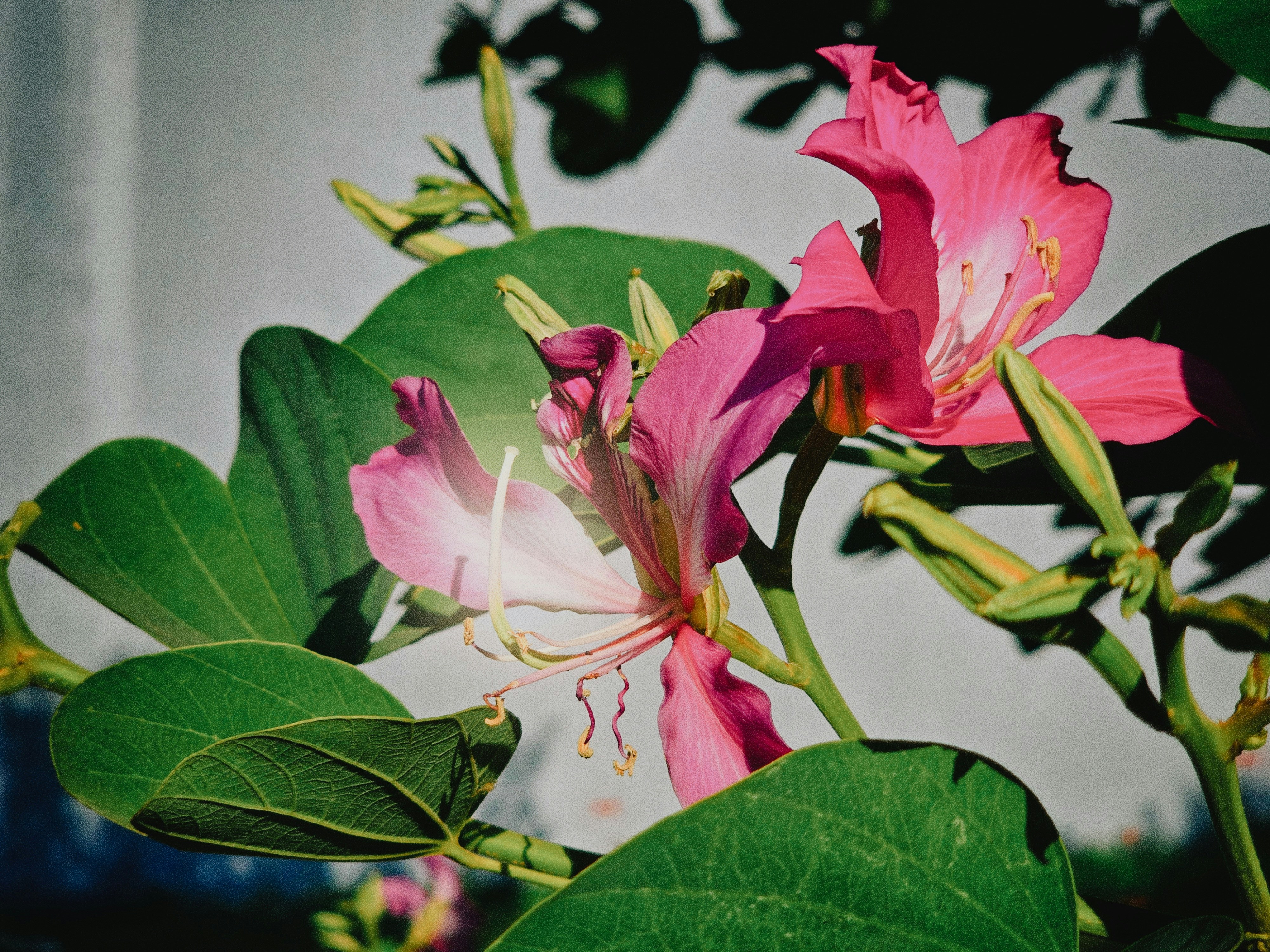 Pink trumpet vine in sharp focus among glossy green leaves