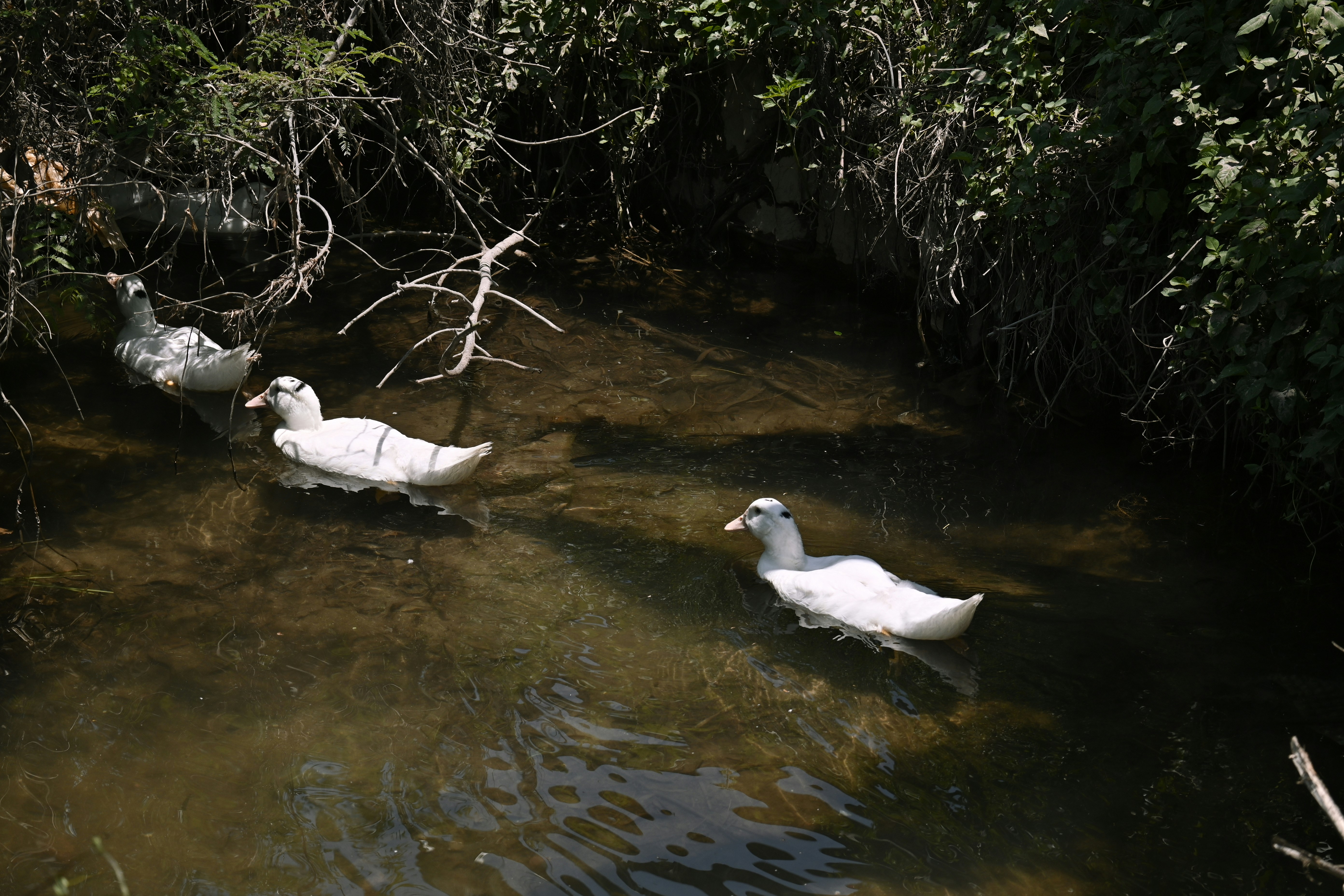 Group of white ducks gliding on dark, calm creek water with dense foliage overhead in a sunlit patch.