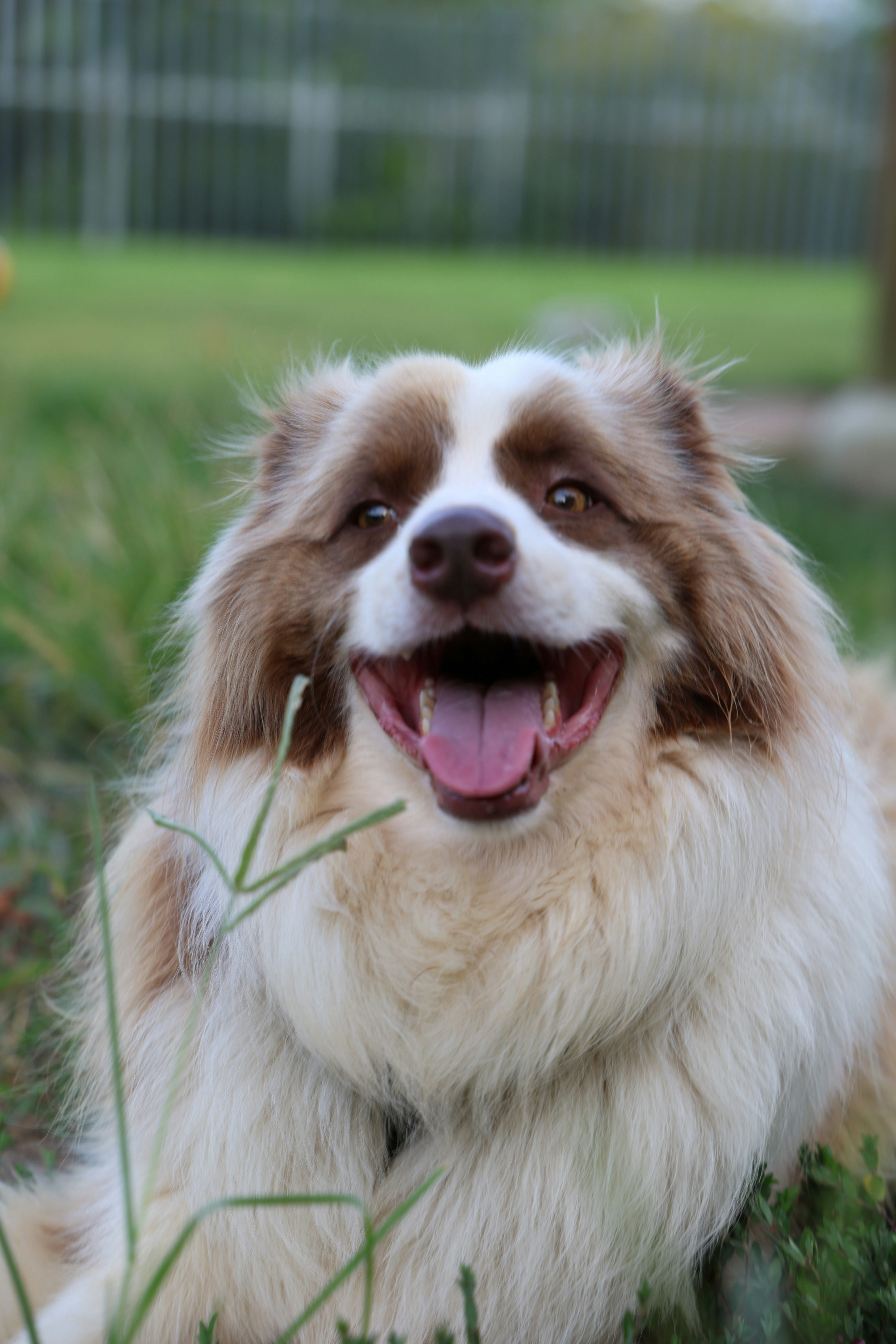 Beaming Border Collie Portrait in a Sunny Field