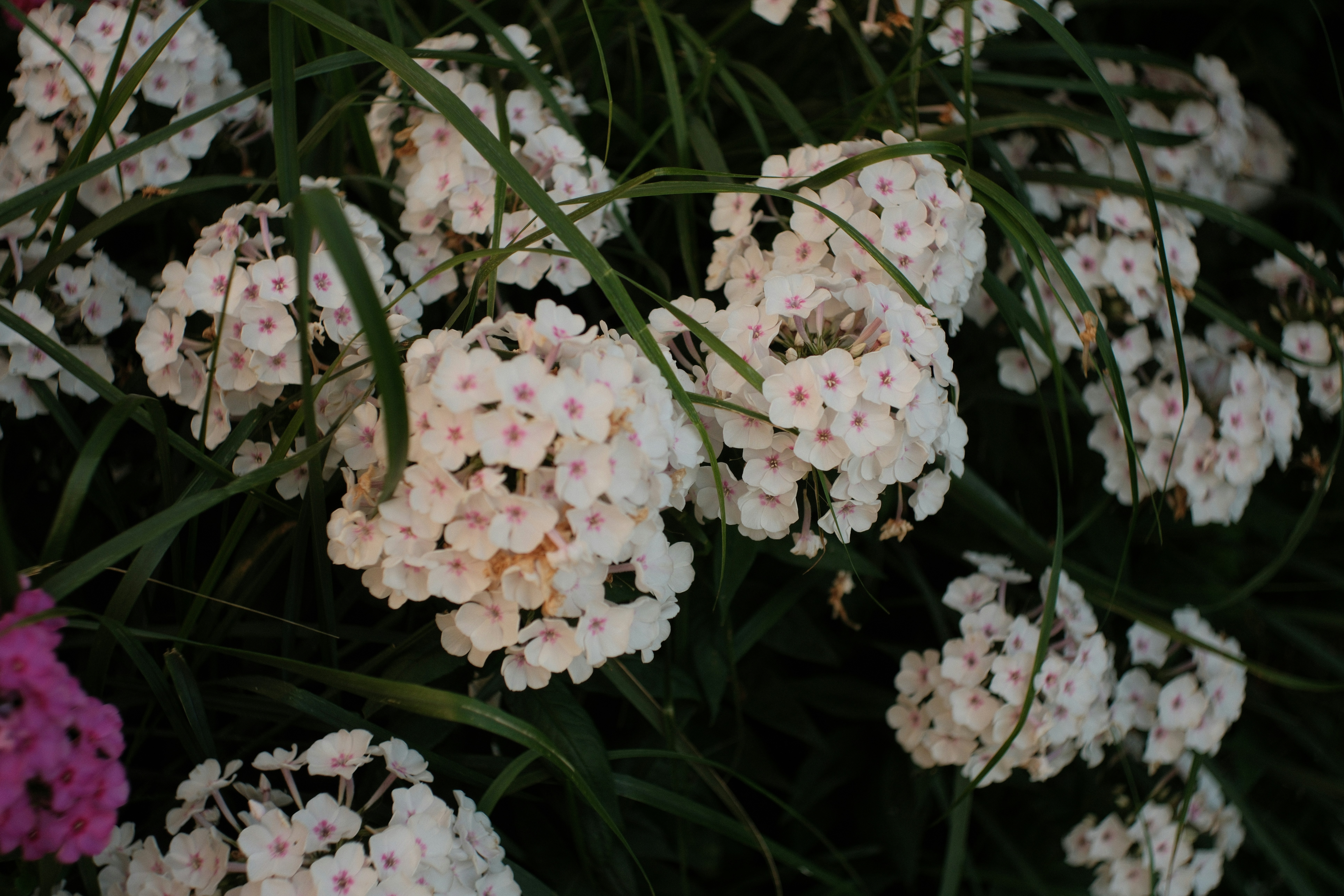 Petals in Soft Focus: a Quiet Bloom Ensemble