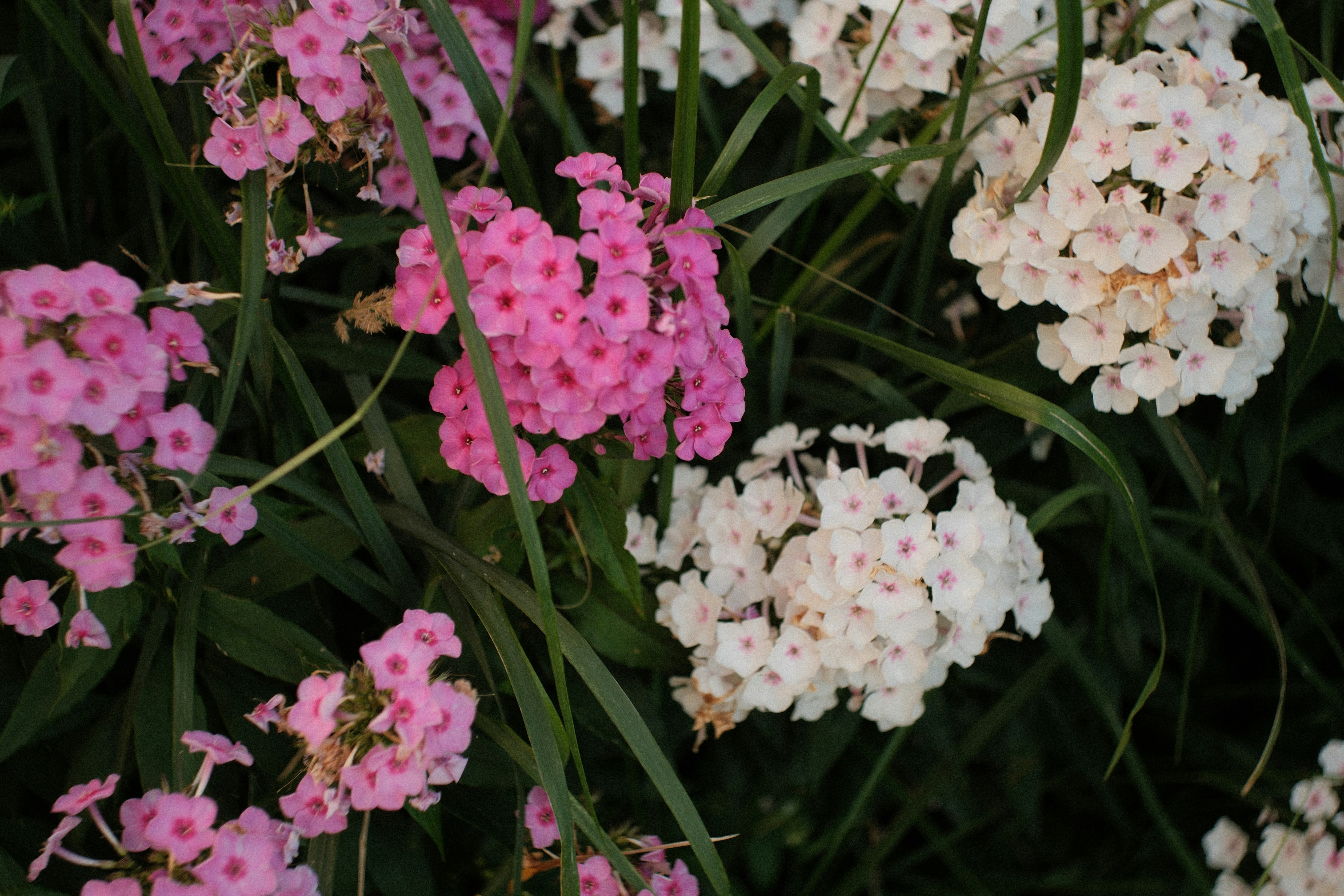 Clusters of Pink and White Blooms: A Quiet Garden Mosaic
