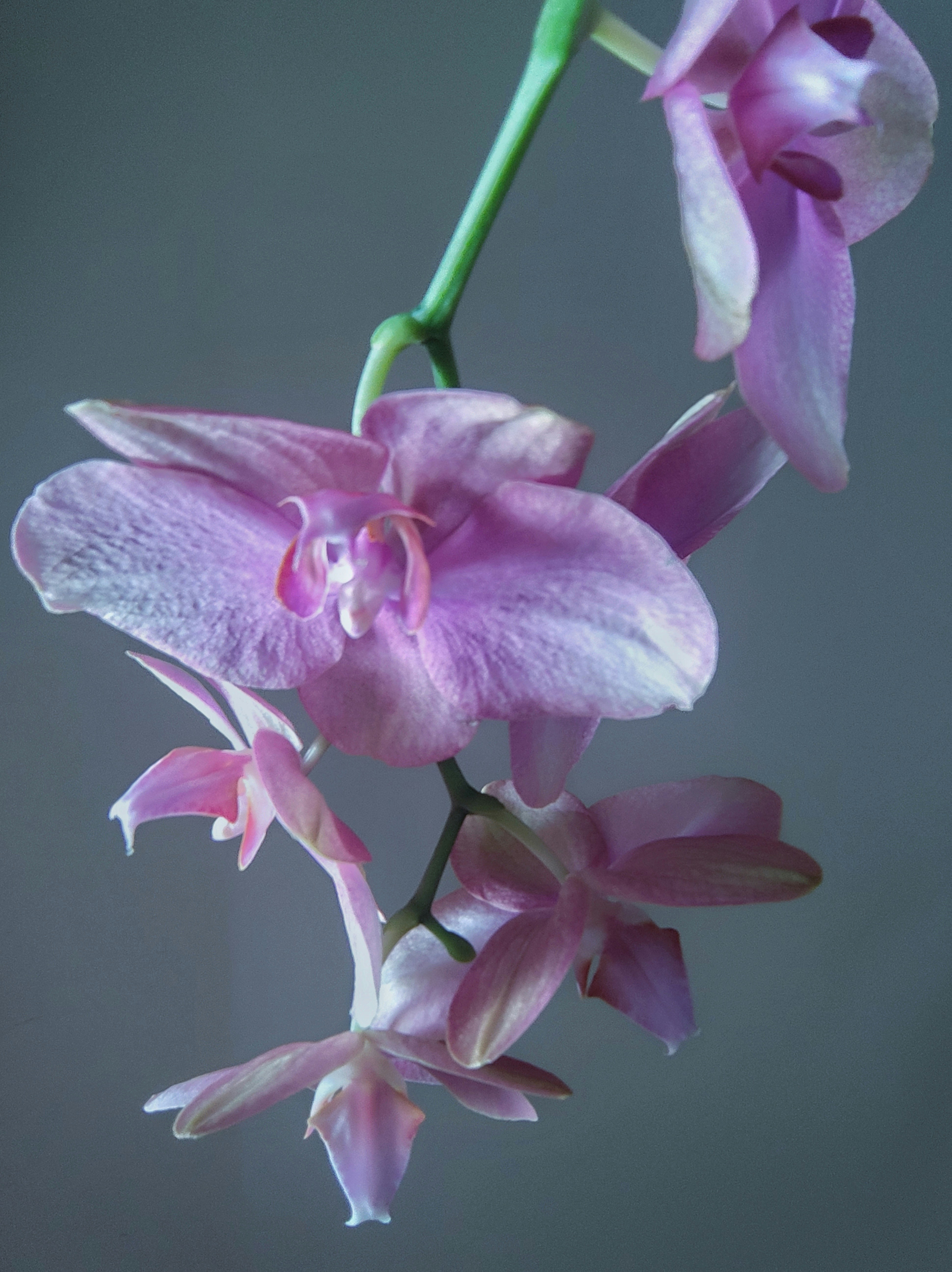 Pastel Orchid Cascade in Soft Studio Light