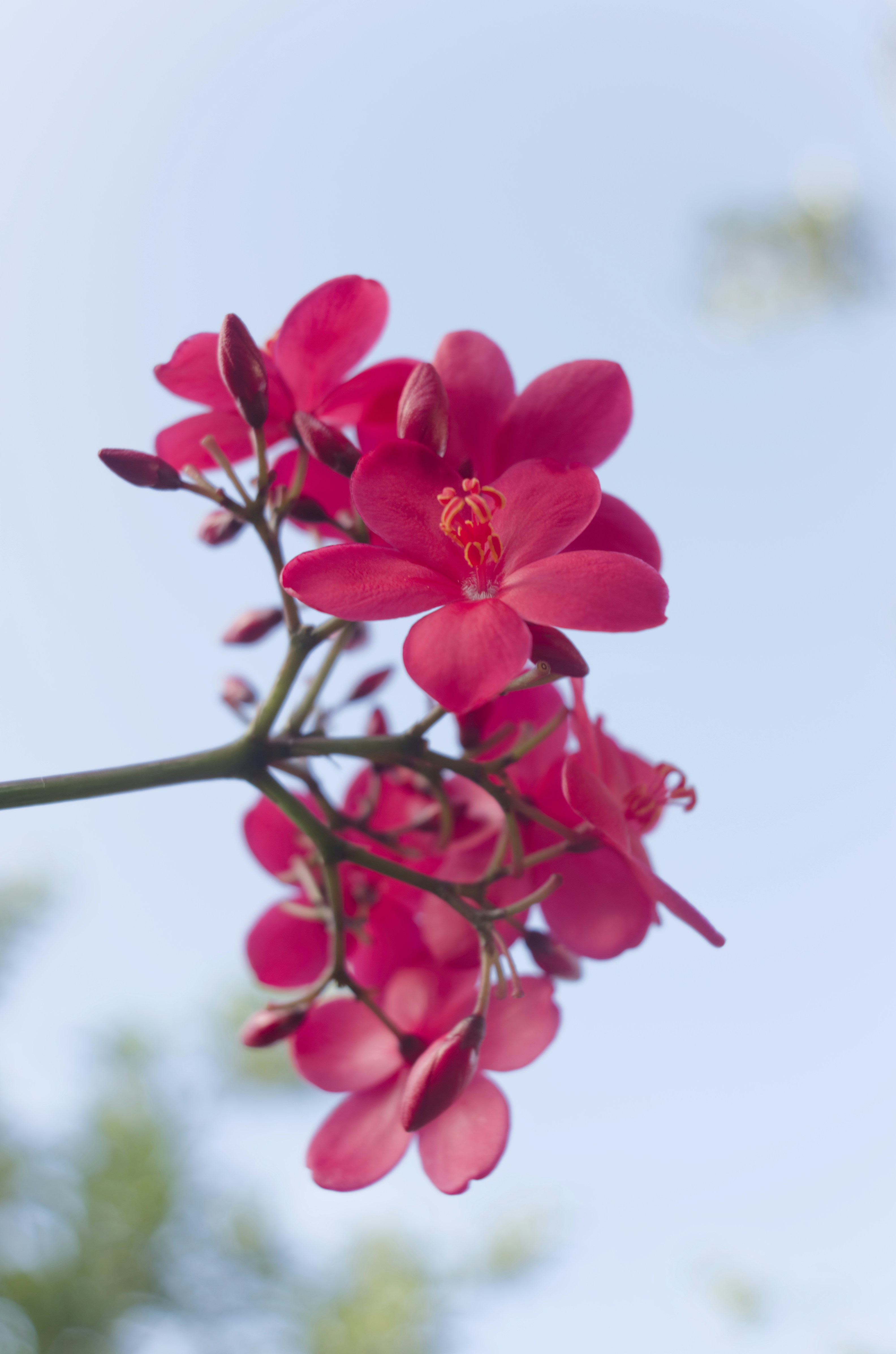 Scarlet Orchid Cluster Reaching Toward a Clear Sky