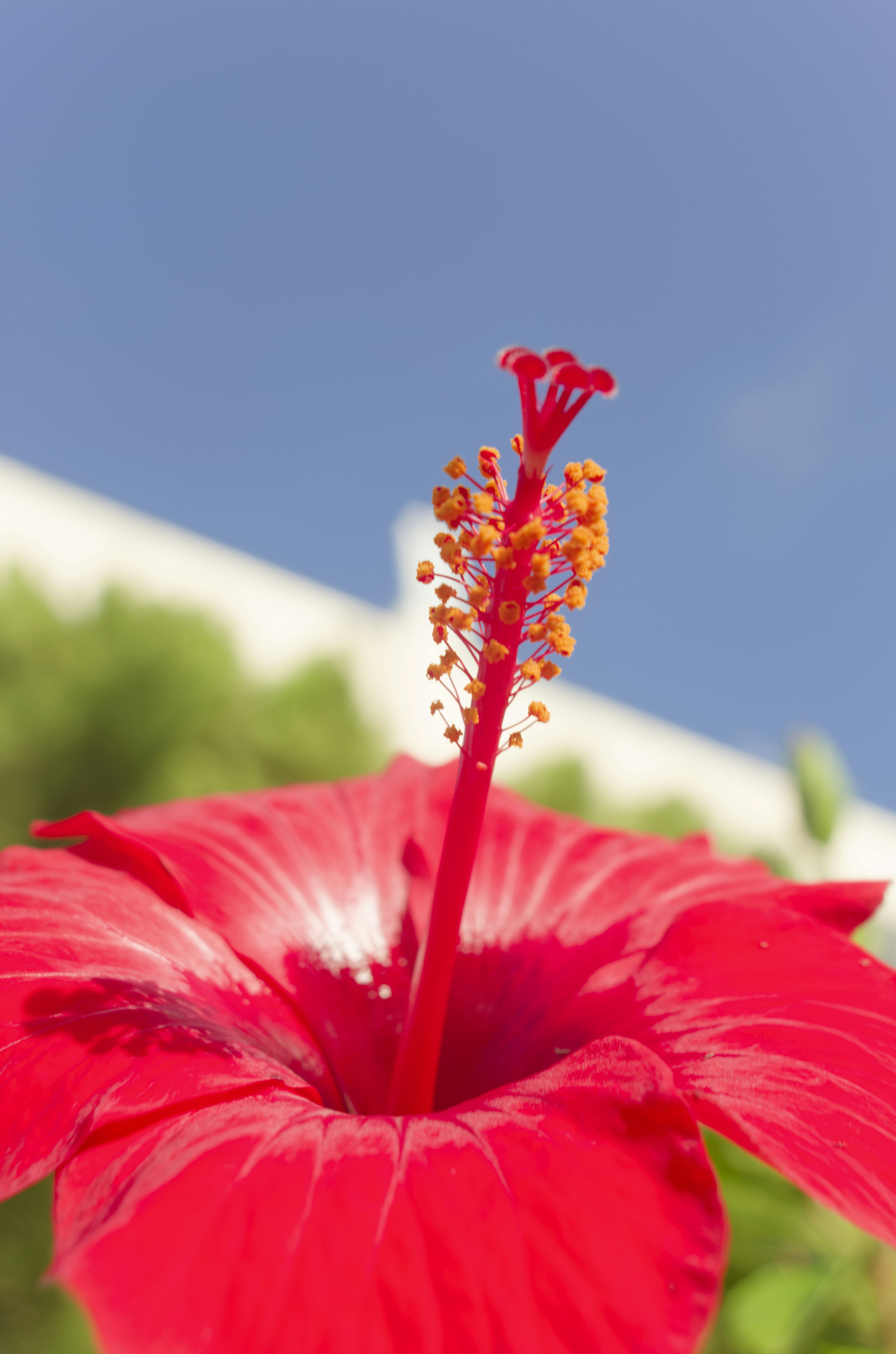 Scarlet Hibiscus Spire Reaching Toward a Blue Sky