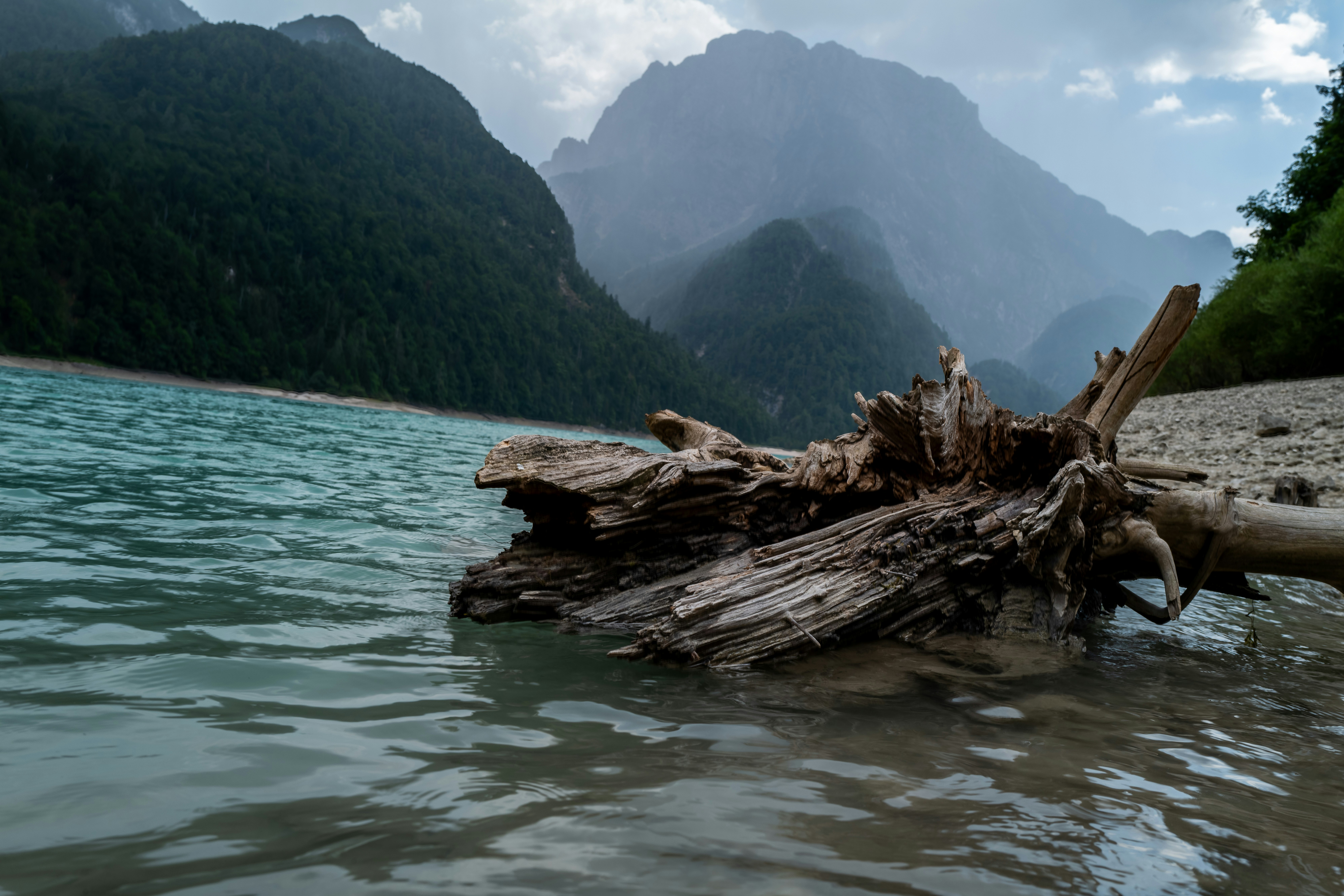 Driftwood Sentinel Along an Alpine Shore