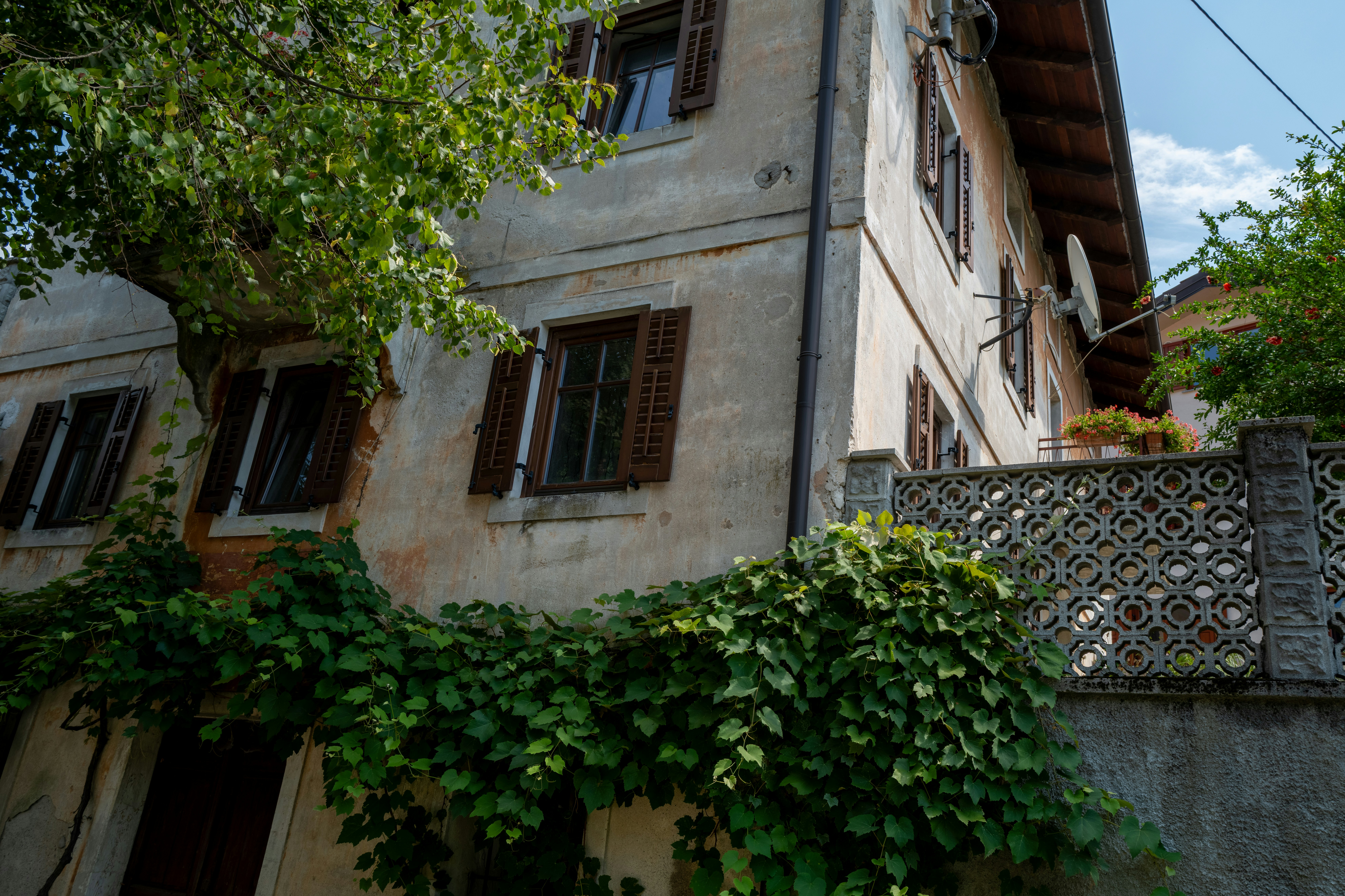 Sunlit Facade with Climbing Laurel and Open Shutters