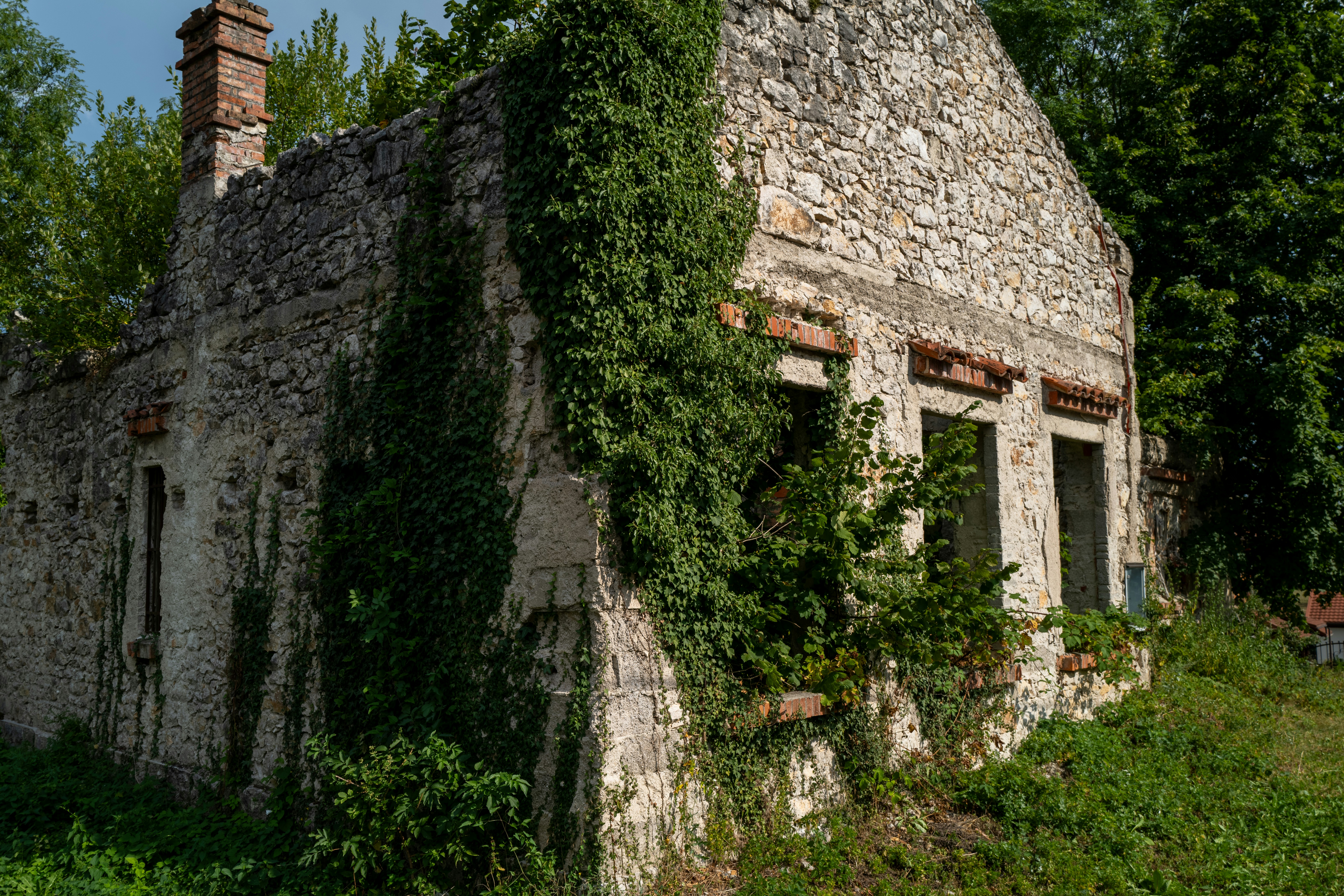 Overgrown Ancestral Wall Grows Over: A Sunlit Ruin Reclaimed by Ivy