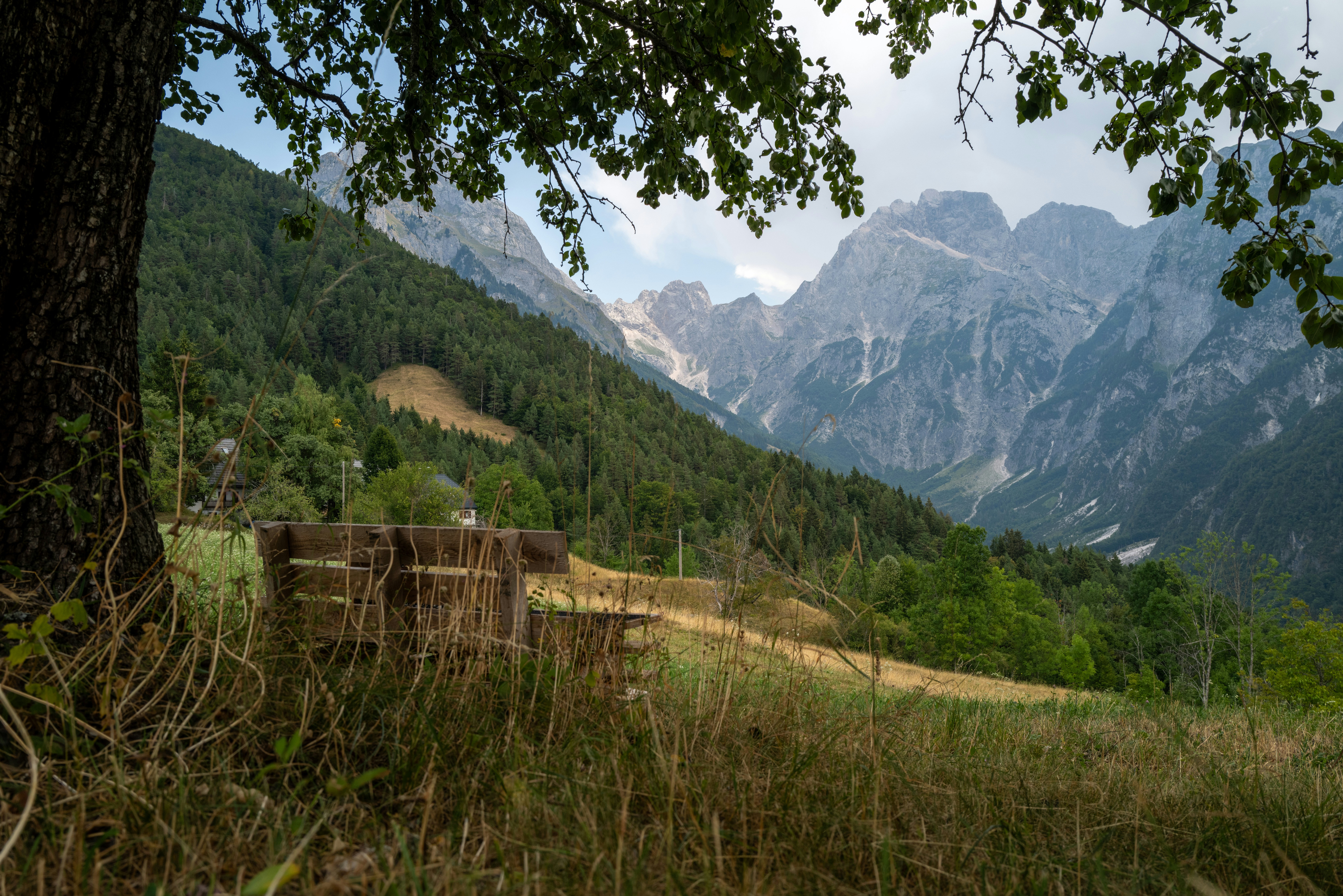 Wooden Bench Under Mountain Pines