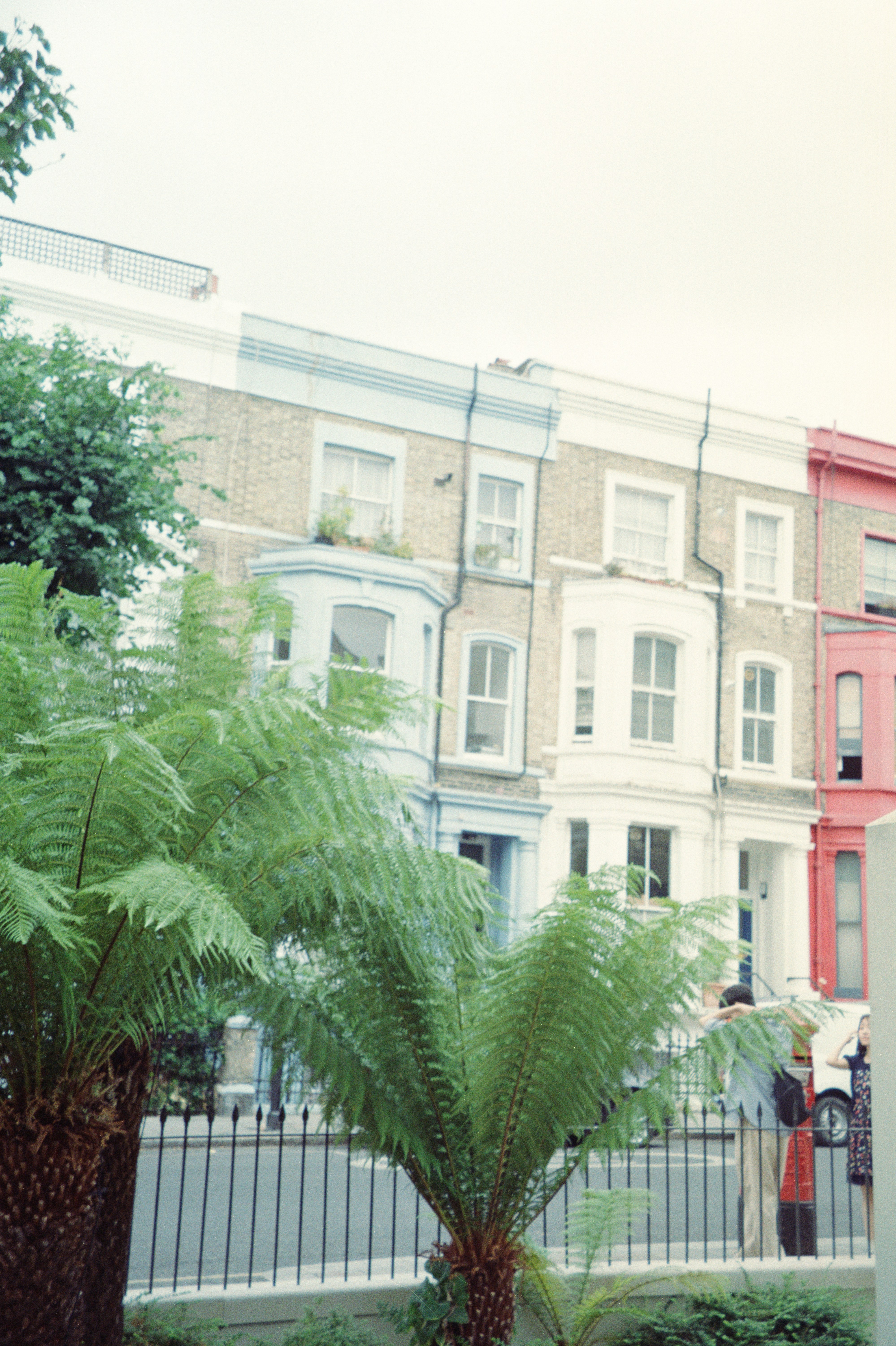 Sunlit Ferns Before a Row of Painted Townhouses