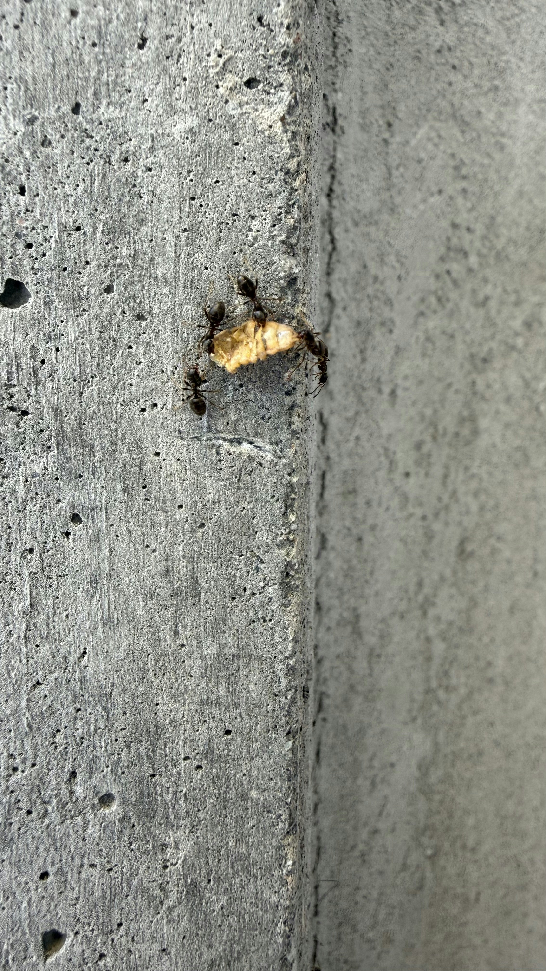 Ants Salvage a Buried Snack on a Concrete Edge