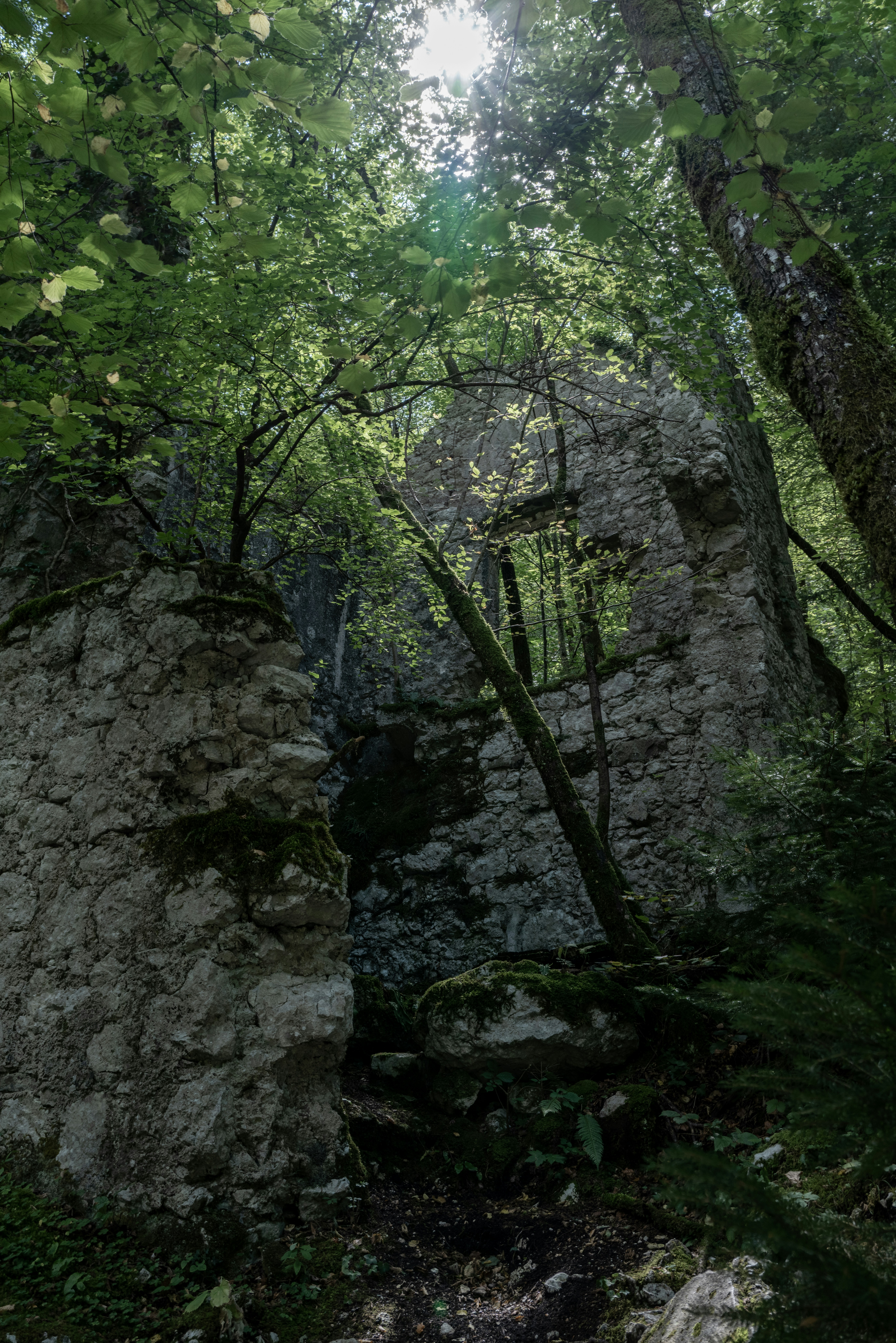 Sun-dappled forest ruins with moss-covered rocks and lush green leaves; a vertical slice of light filters through the canopy, highlighting the rough stone texture and surrounding vegetation.