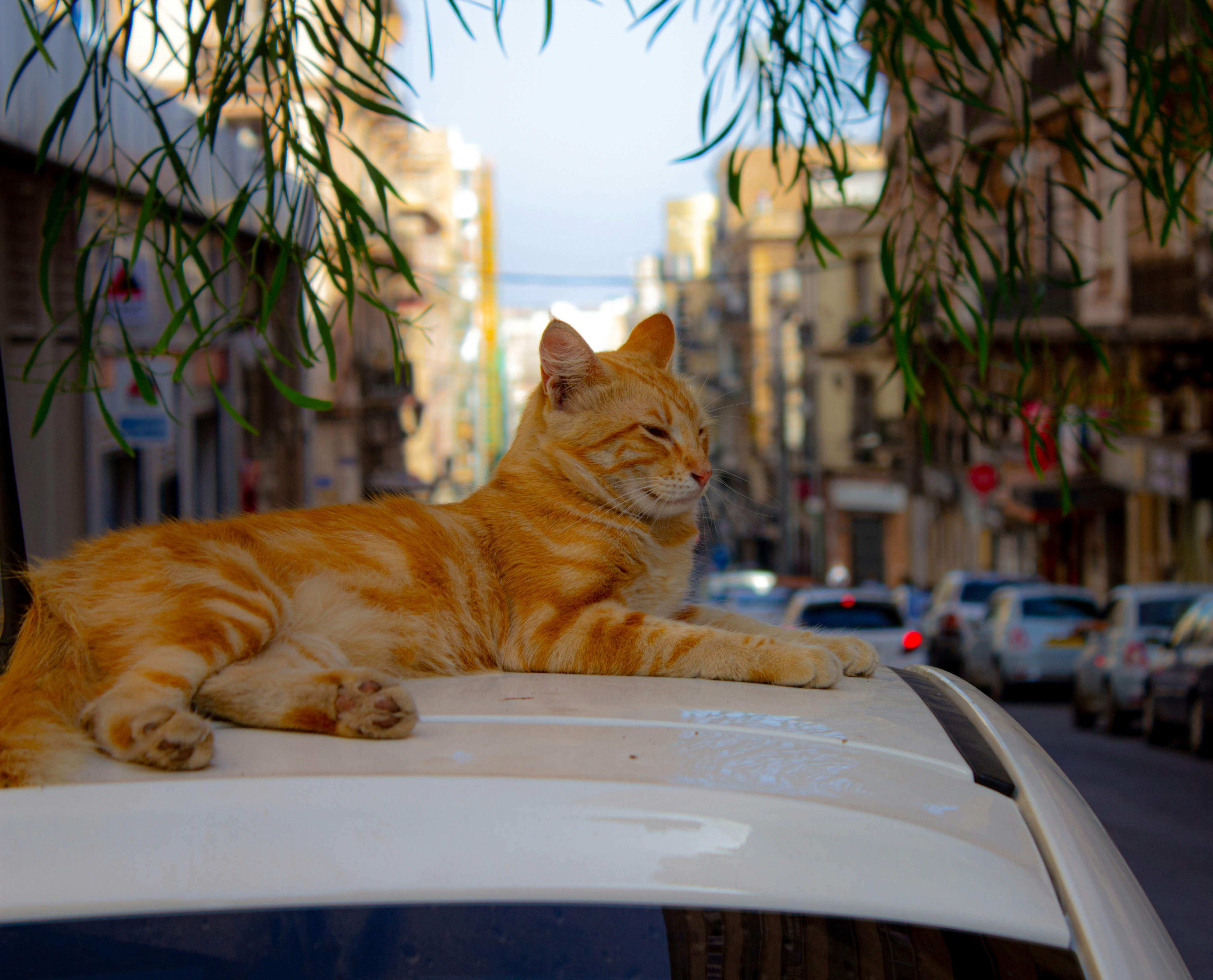 Sunlit Slumber on a City Roof