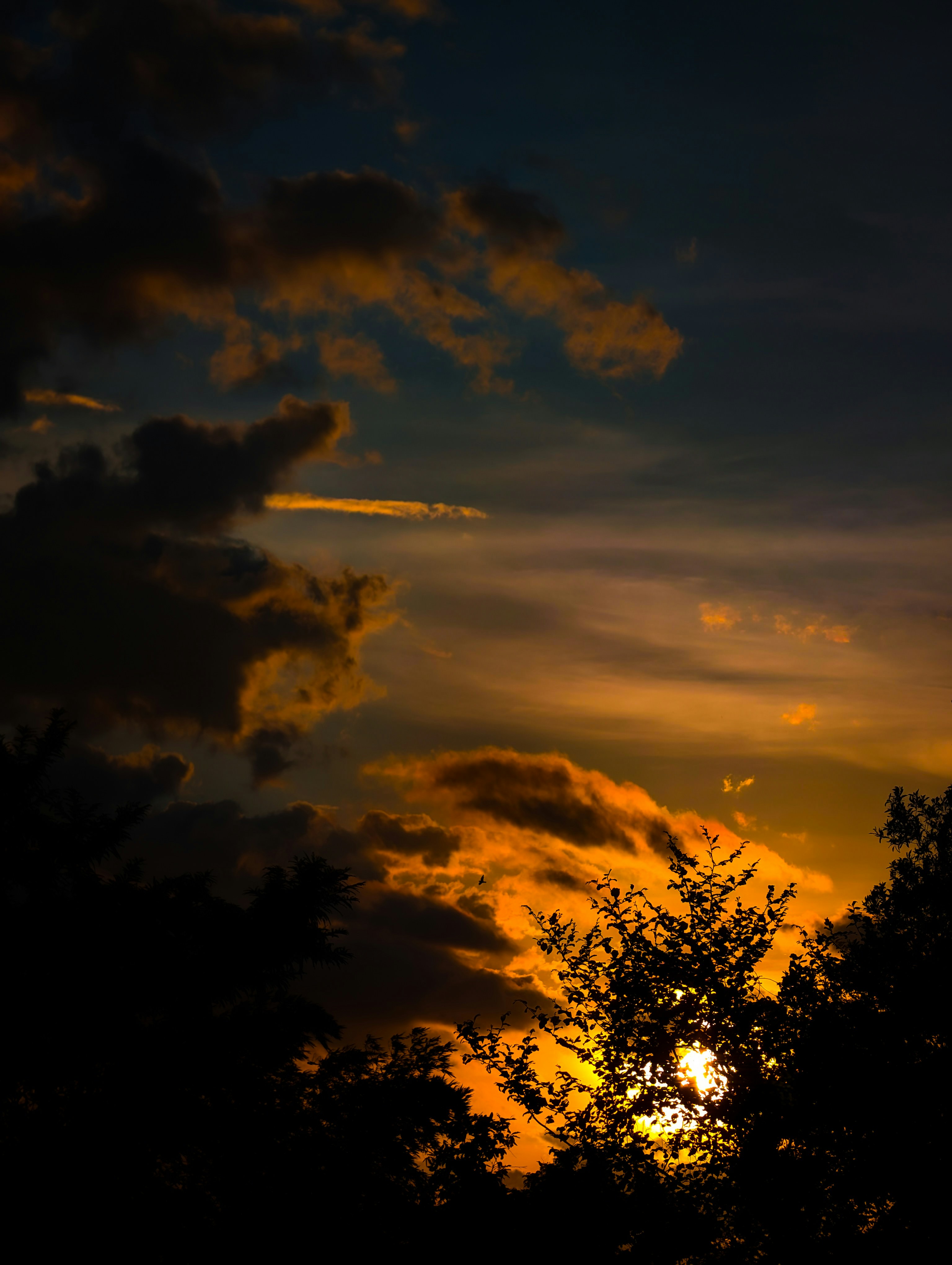Sunlit silhouettes: dusk fire at the treetops