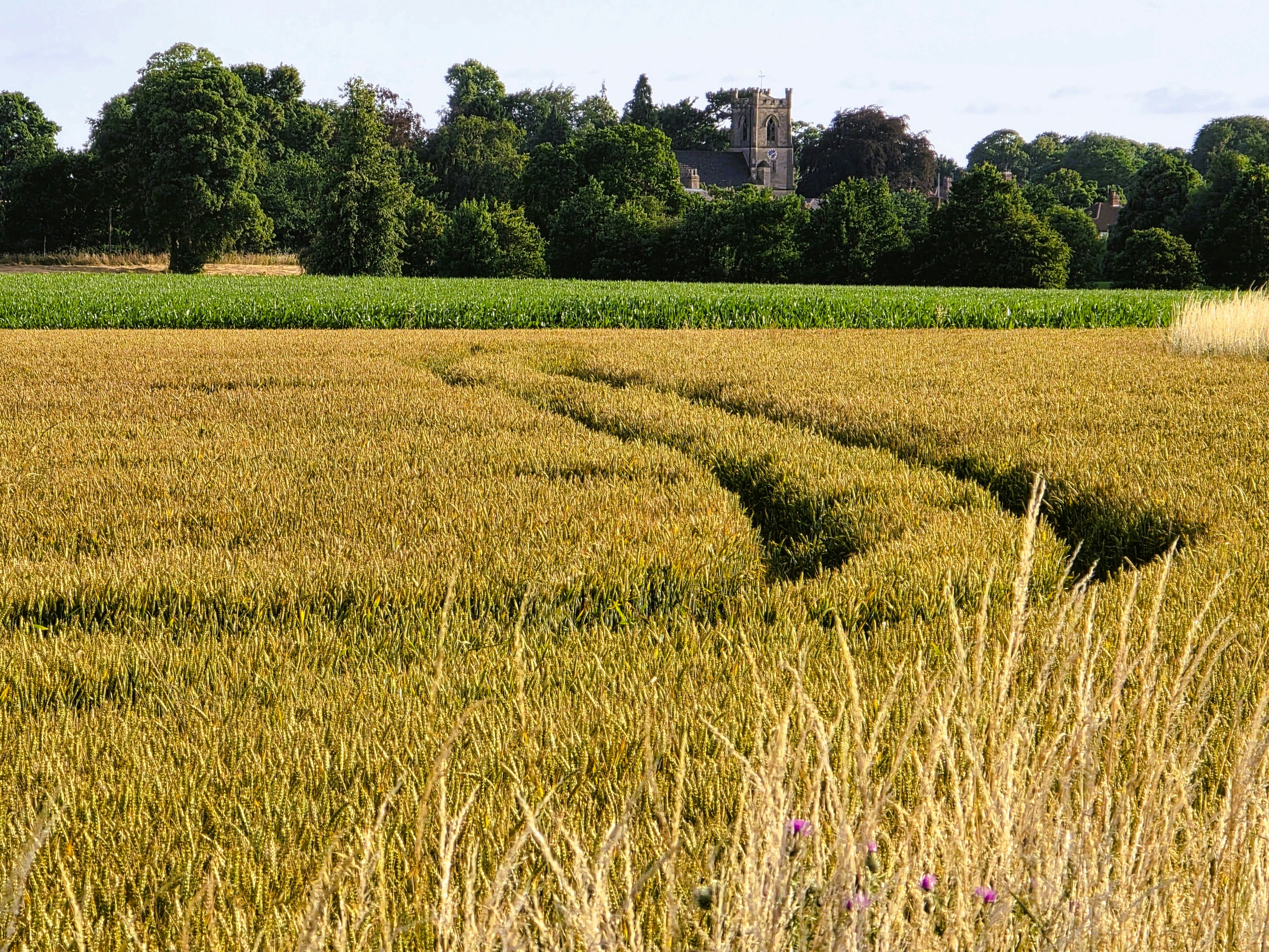 Golden Wheat Field Carved by Paths Toward a Quiet Abbey
