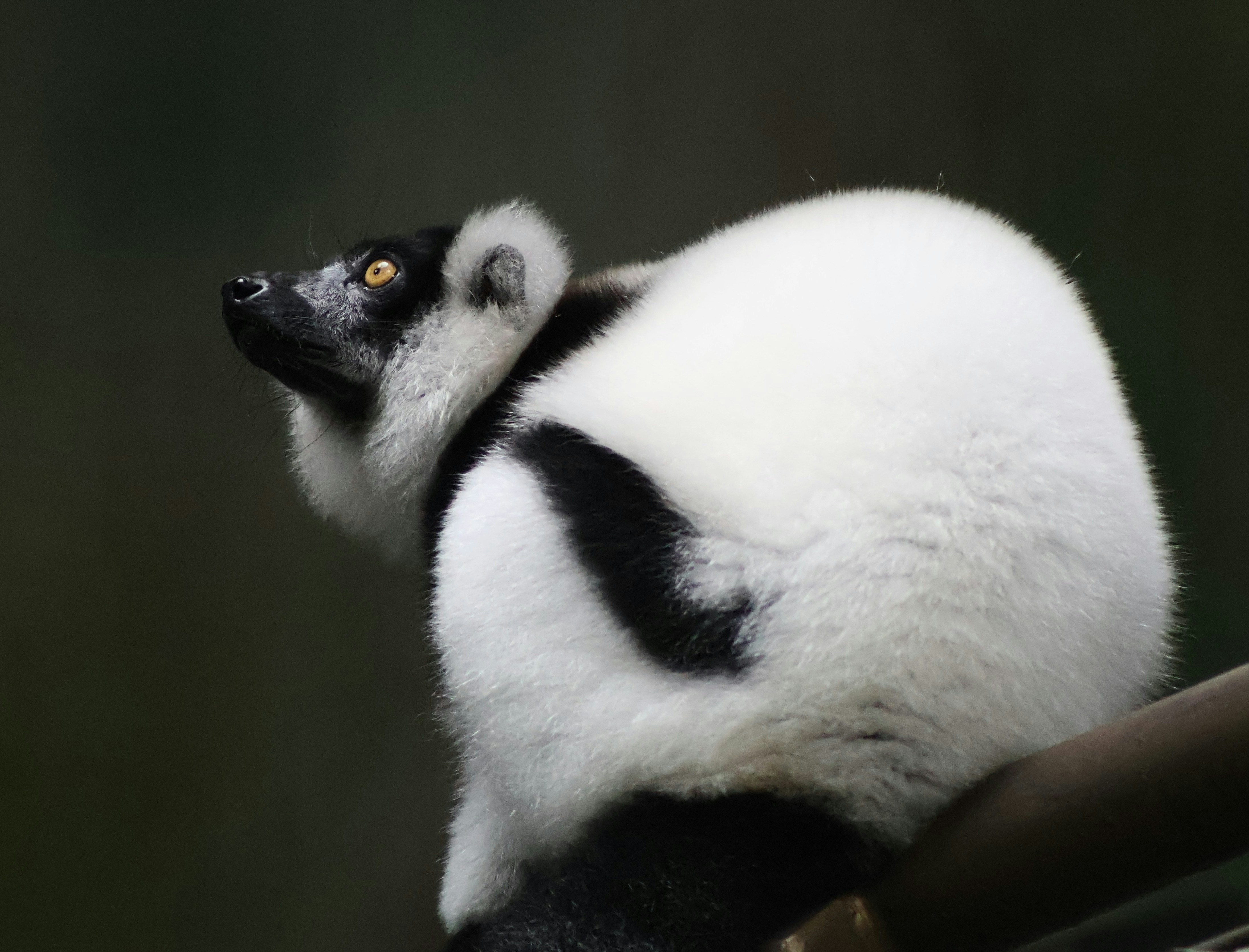 Portrait of a Sooty Lemur in Quiet Vigil