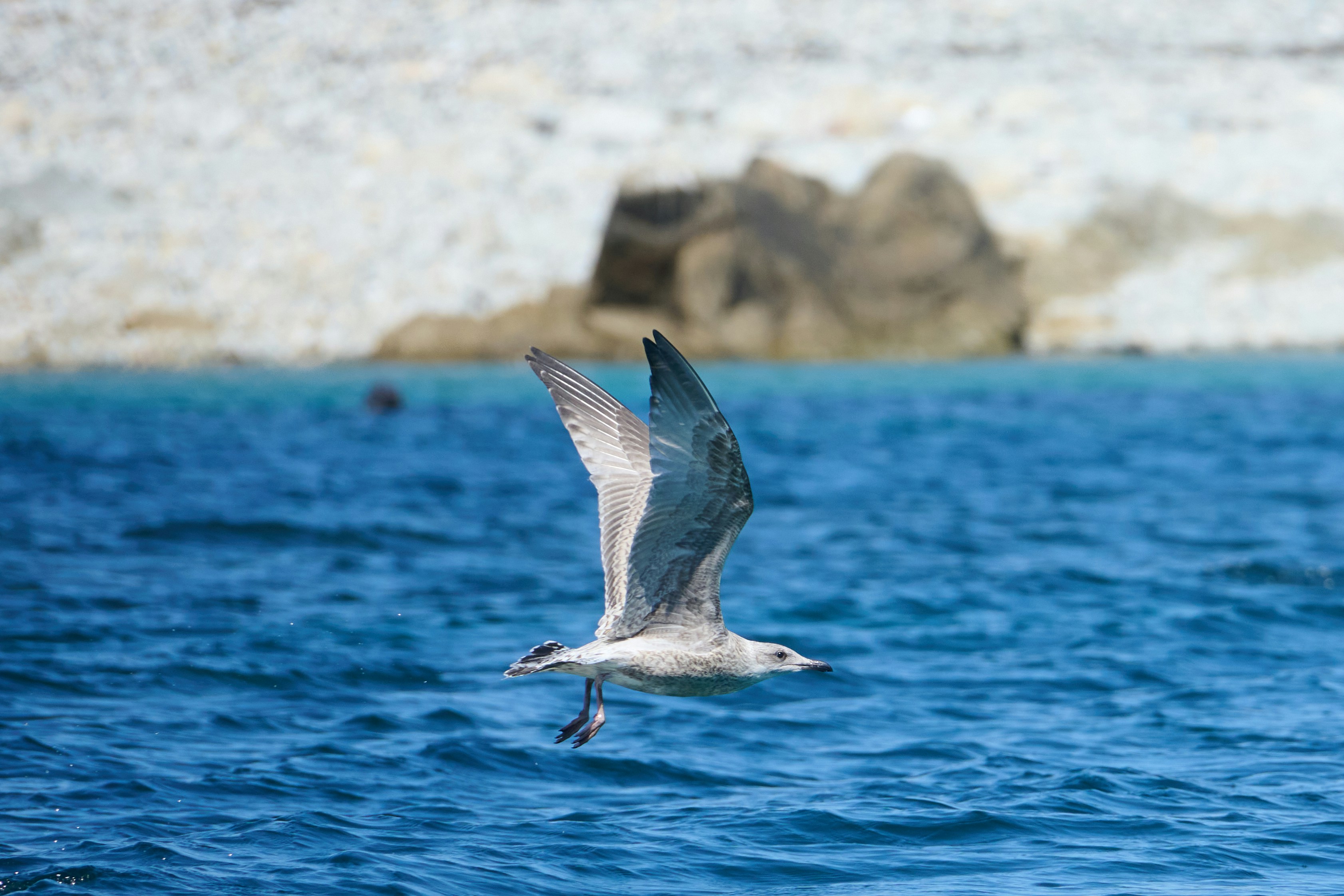 Gliding Seabird Against a Quiet Coastal Backdrop