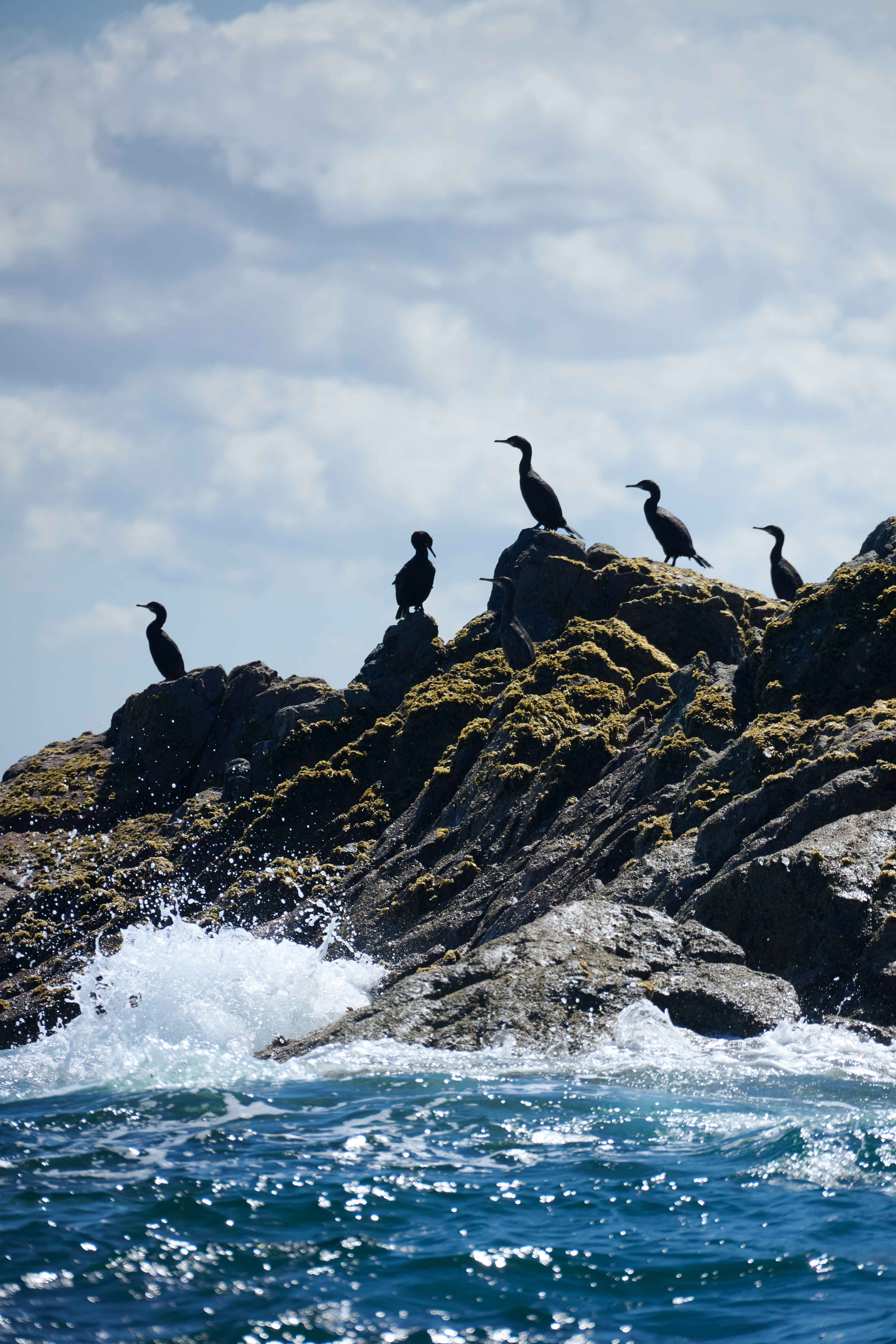 Seabirds on jagged rocks: silhouettes against a sea-spray dawn