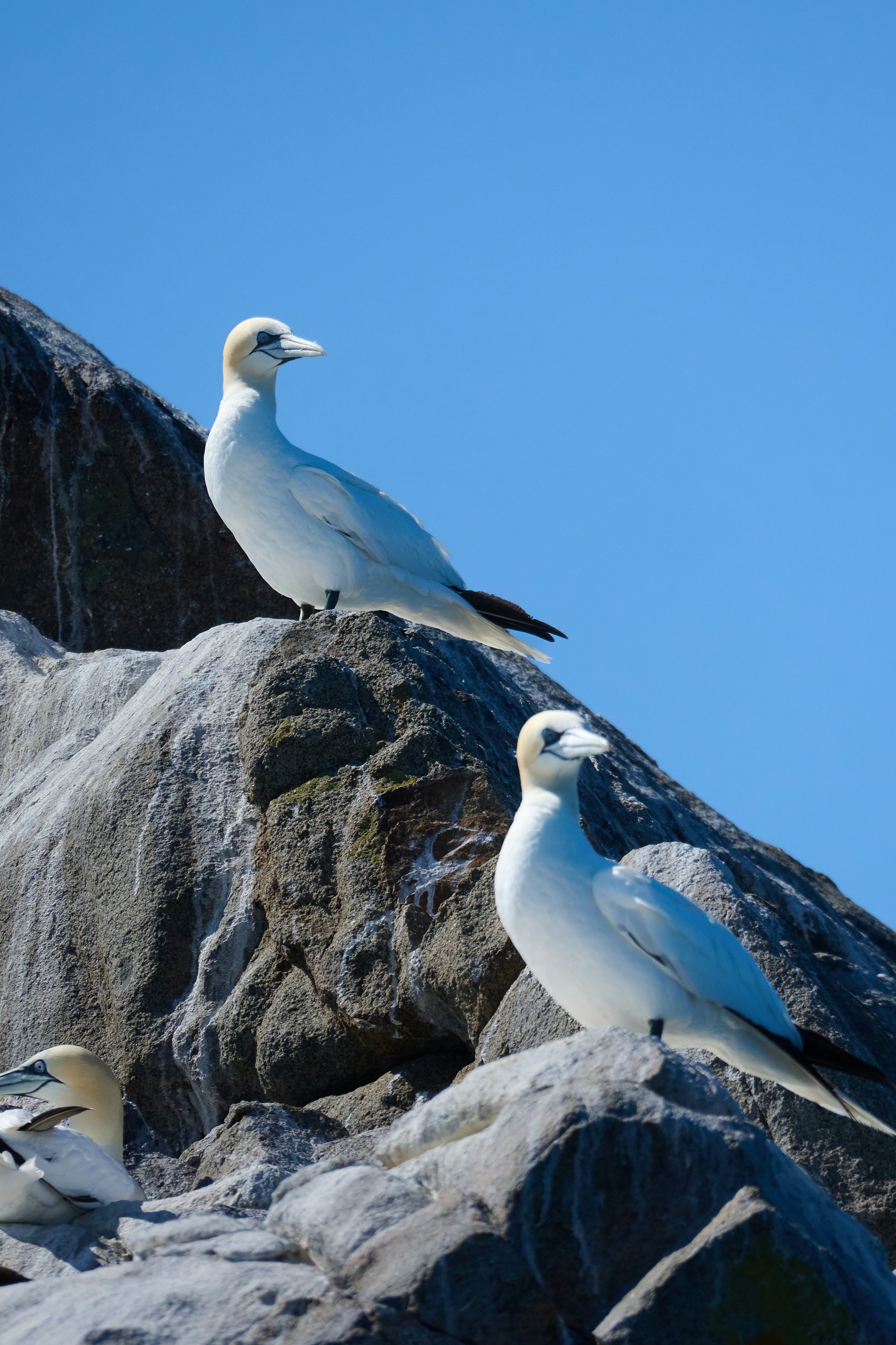 Two northern gannets sit on a rock. Shot in the seven islands, a bird reserve in Northern Brittany. It is the home of many seabird, including seagulls, northern gannets, cormorants, or puffins.