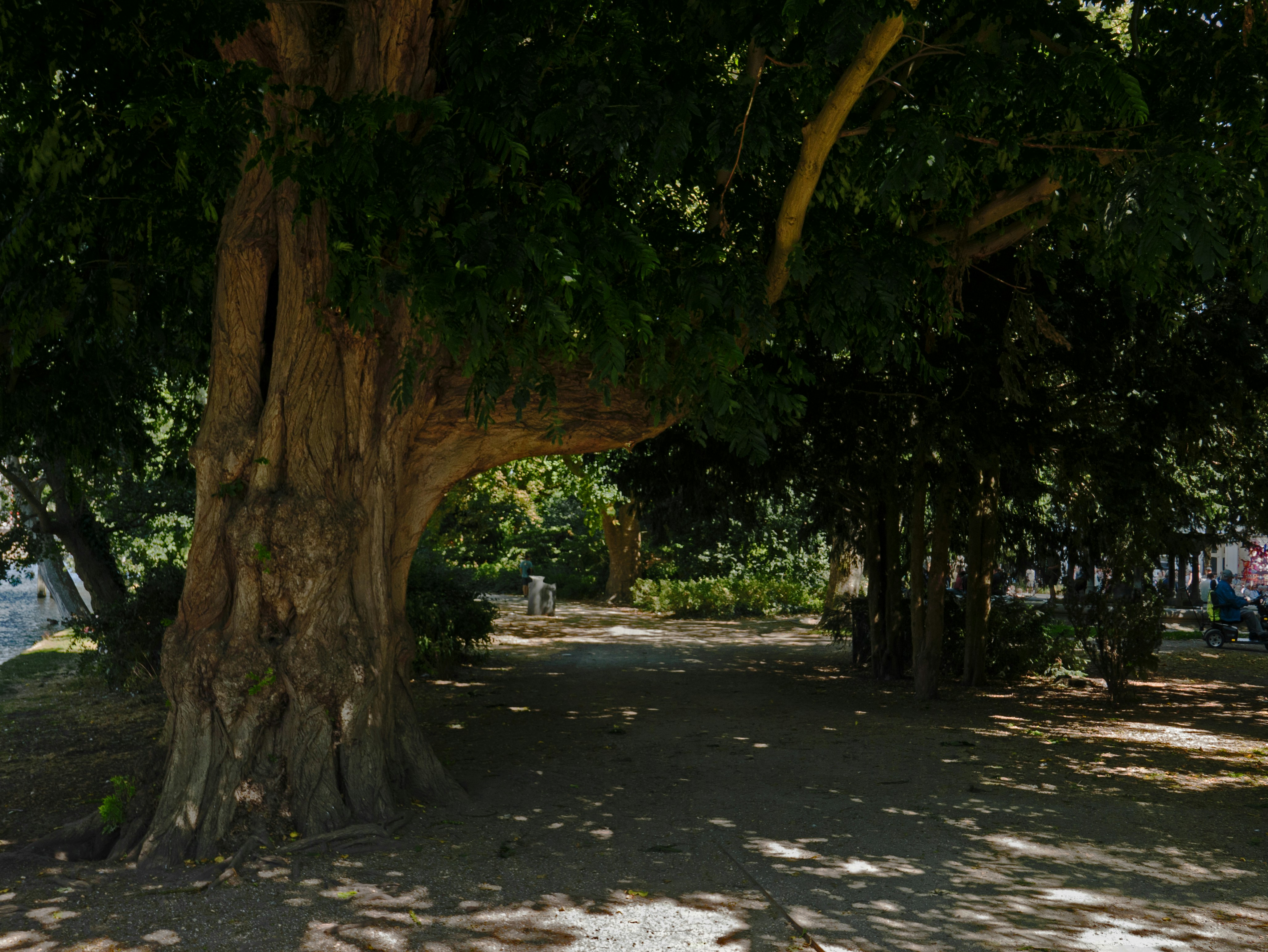 Ancient Tree Corridor: Dappled Path Through Sunlit Park