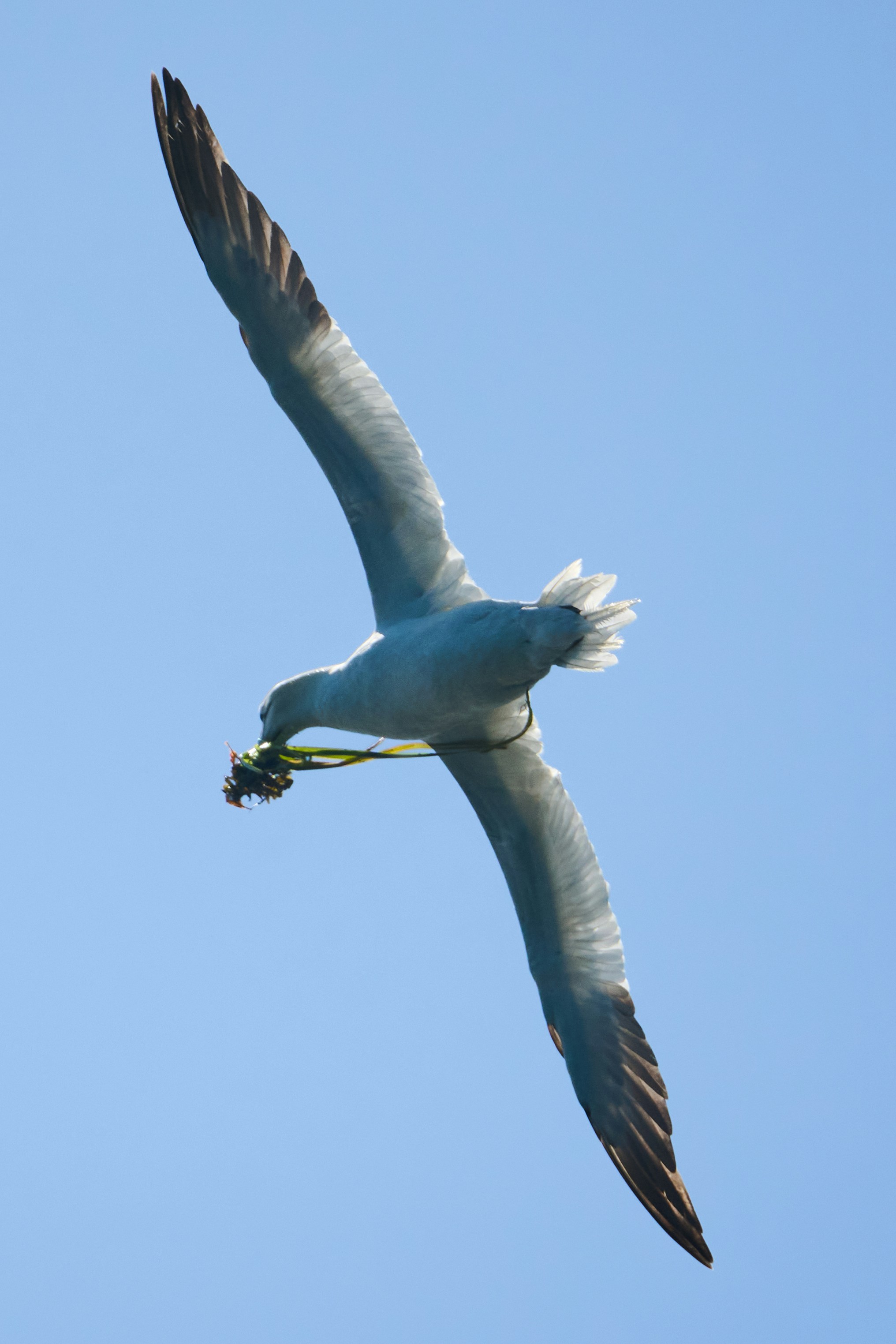 Winged Precision: A Seabird in Mid-Flight with Floral Burden