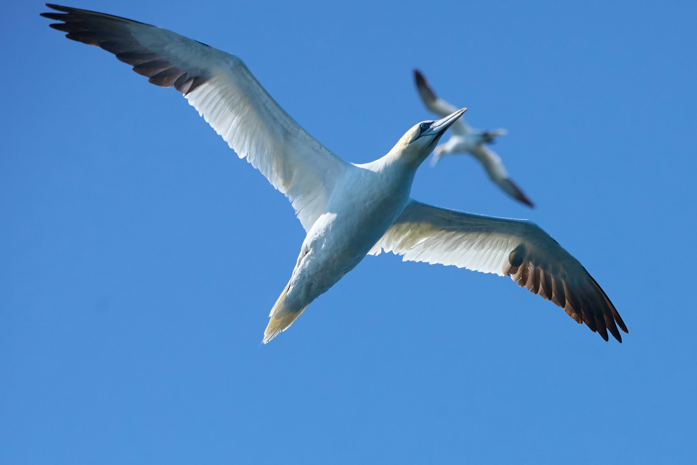 A couple northern gannets fly by. Shot in the seven islands, a bird reserve in Northern Brittany. It is the home of many seabird, including seagulls, northern gannets, cormorants, or puffins.