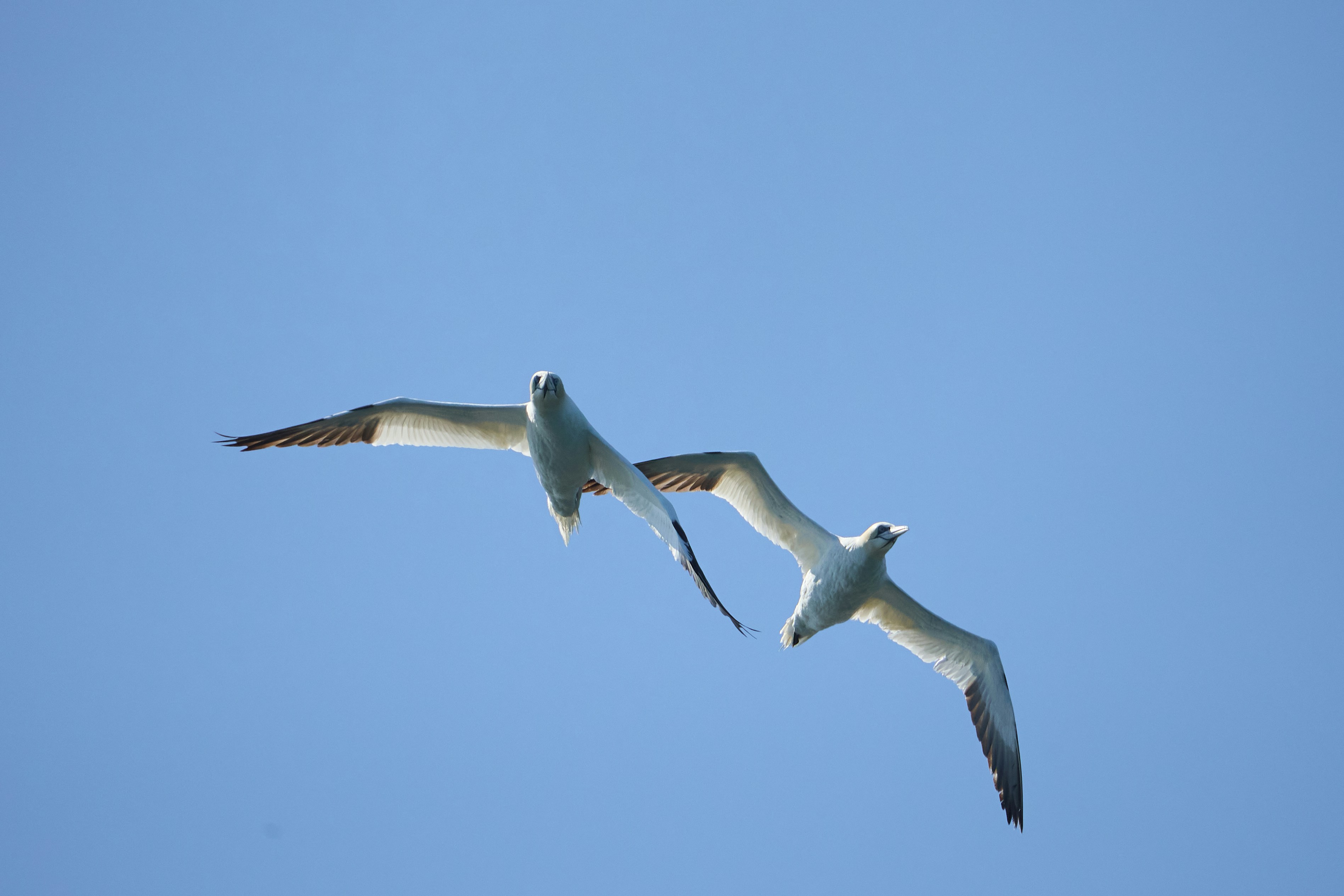 Winged Duo: Soaring Over a Clear Blue Divide